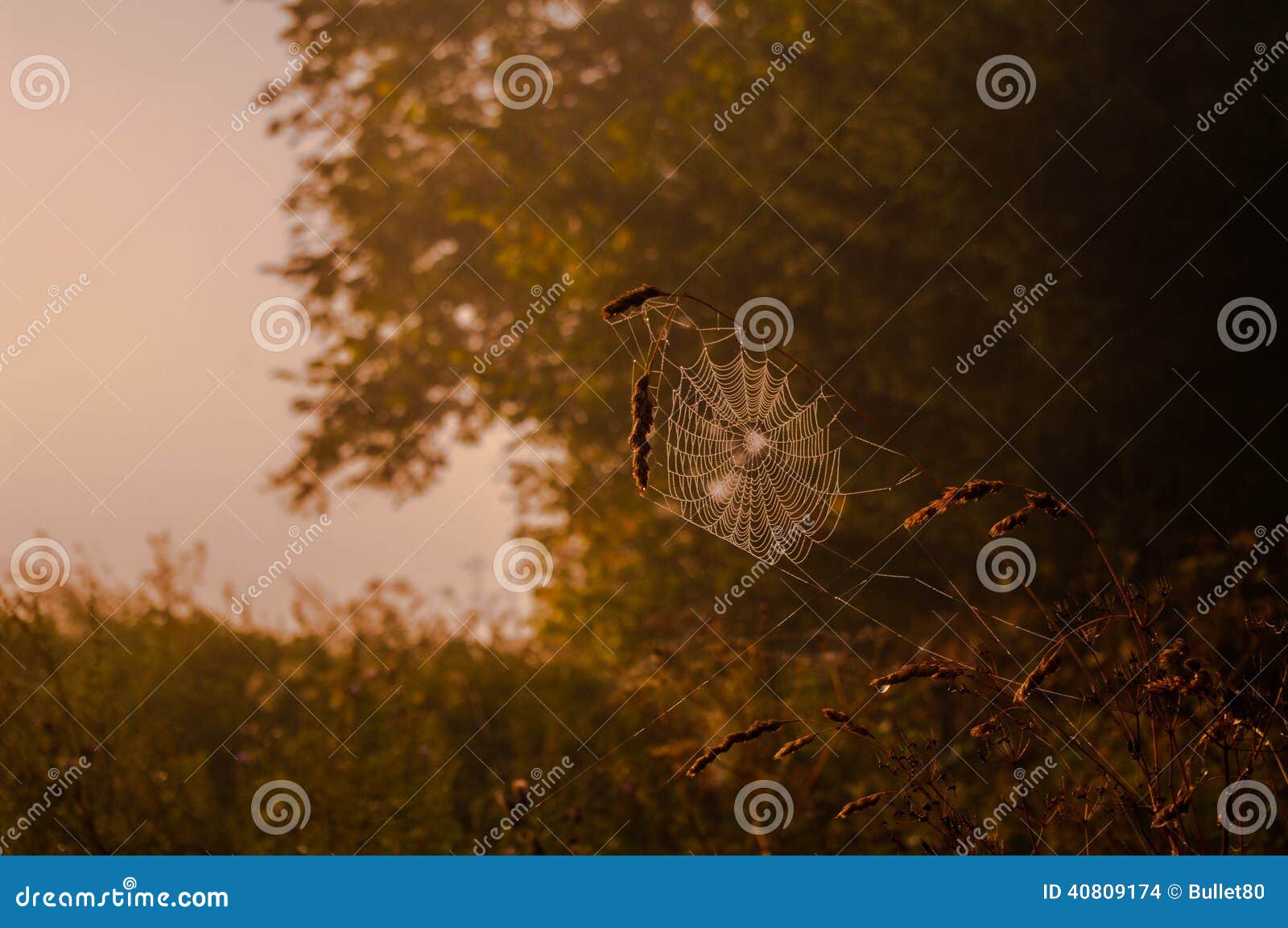 LAN spider (spider web) stock photo. Image of lair, holder - 40809174