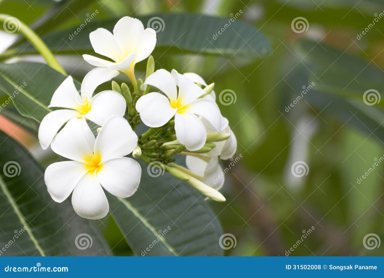 Lan thom flower stock photo. Image of fragrant, flower - 31502008