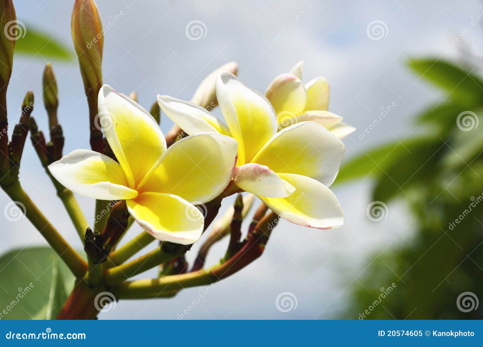 355 Lan Flowers Photos - Free & Royalty-Free Stock Photos from Dreamstime