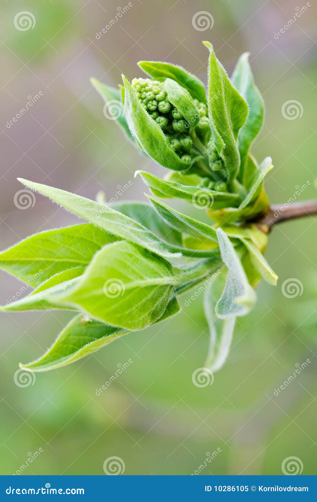 Lanate green plant stock image. Image of lanate, environmental - 10286105