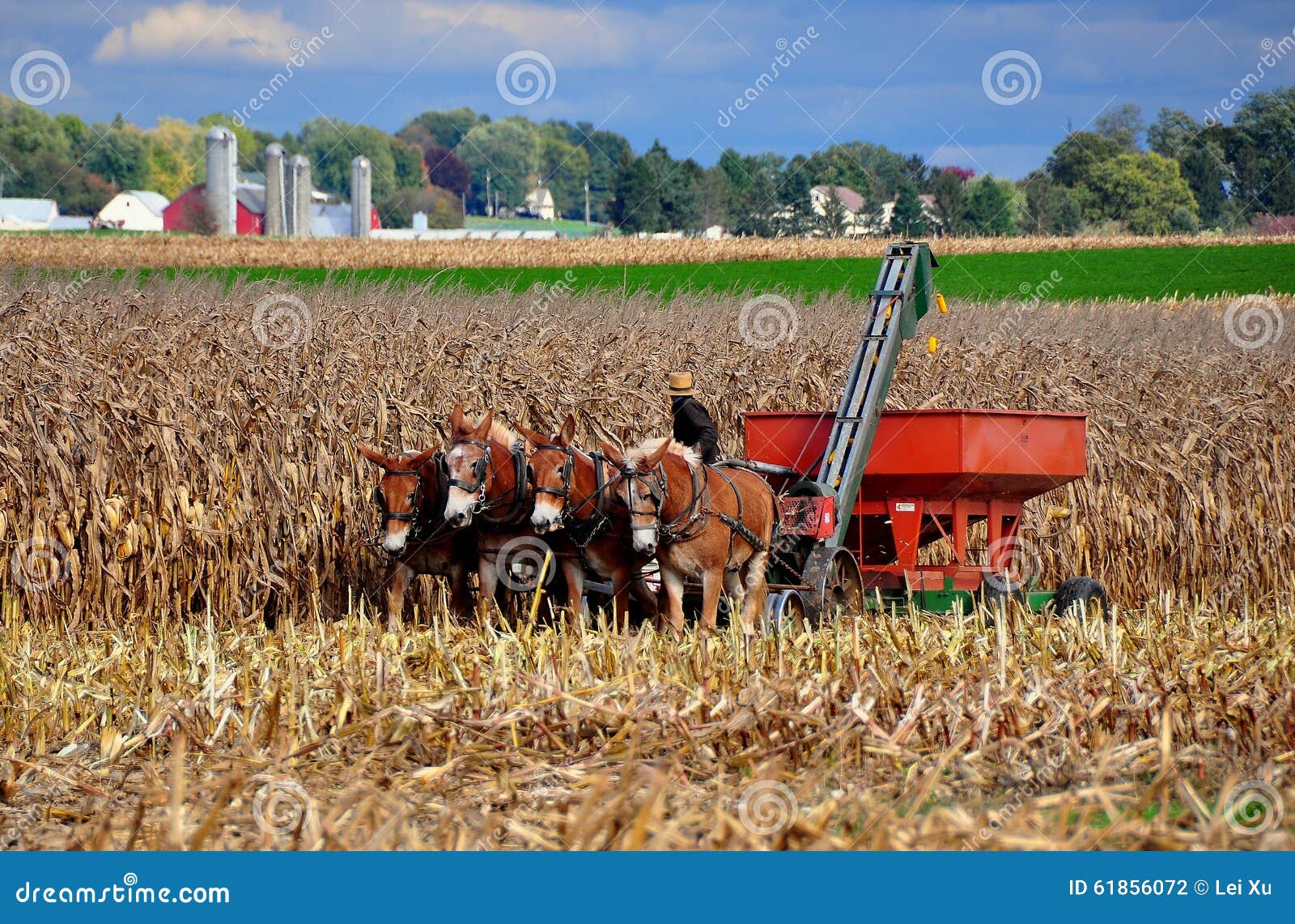 Amish Farmer Harvesting His Crop With 4 Horses And Modern Equipment ...