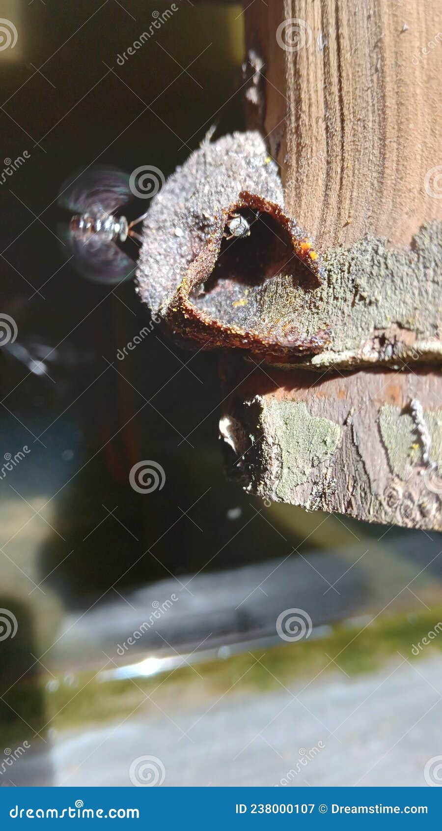Lance House in Indonesian Javanese Bambooï¿¼ Stock Image - Image of ...