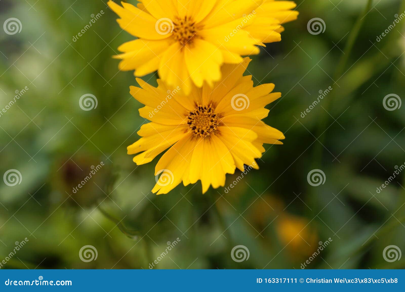 Lance-leaved Coreopsis Flower, Coreopsis Lanceolata Stock Image - Image ...