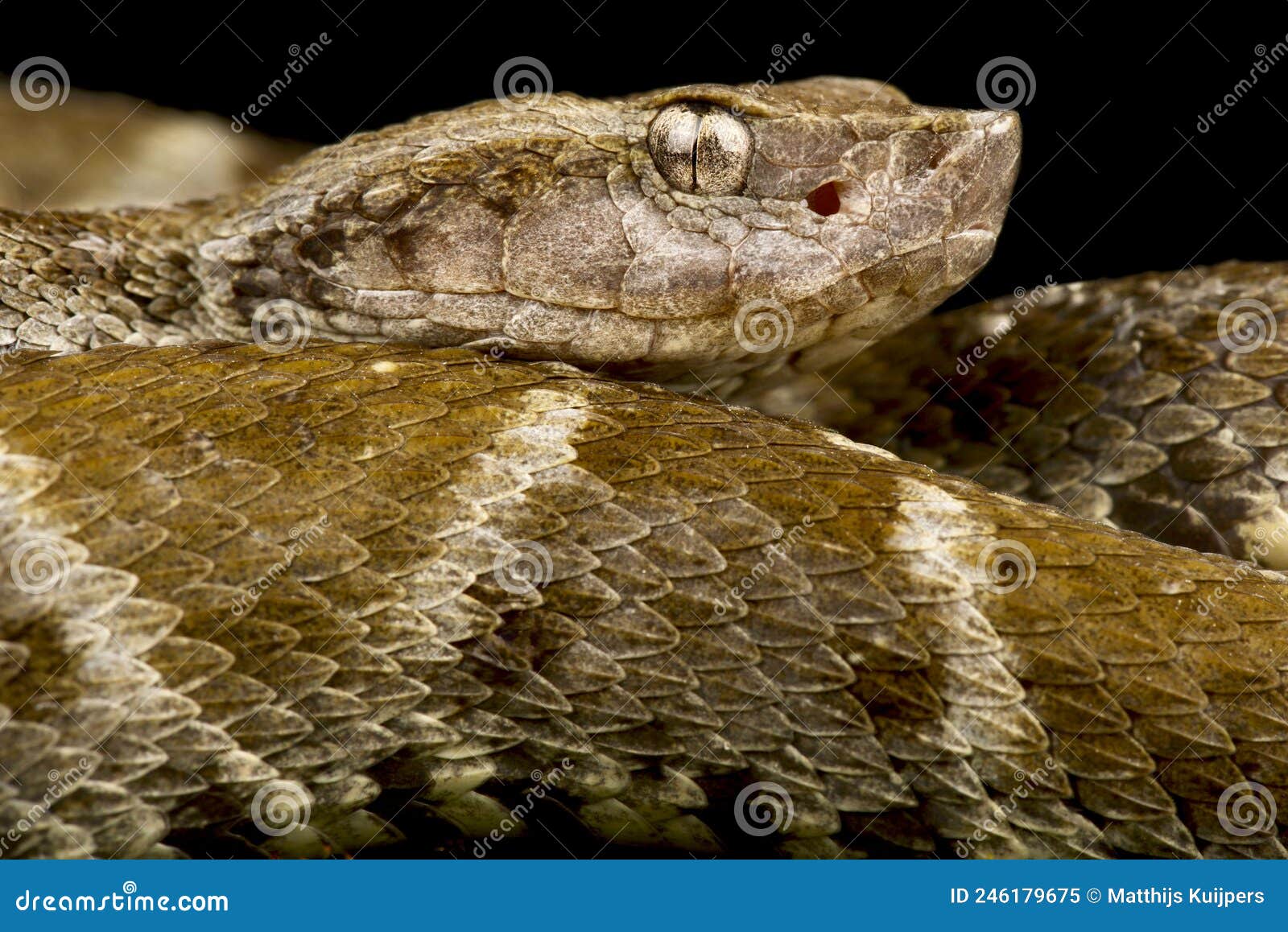 Lancehead Bothrops atrox stock image. Image of snake - 246179675
