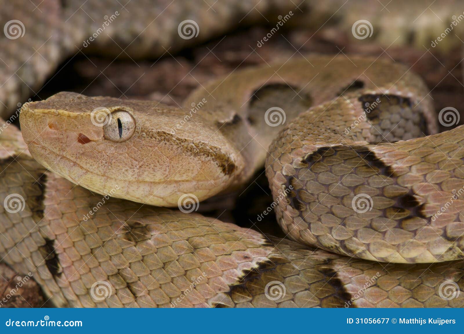 Lancehead / Bothrops Moojeni Stock Image - Image of lancehead, snake ...