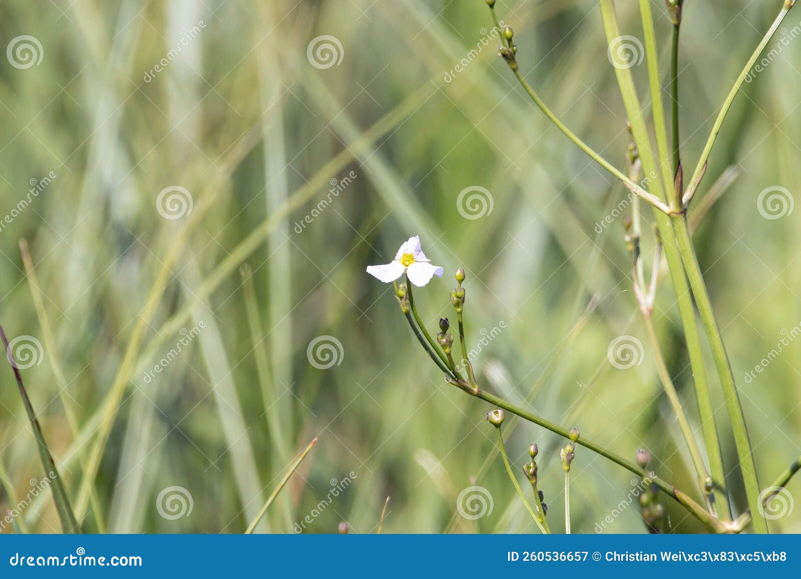 Lanceleaf Water Plantain Flower, Alisma Lanceolatum Stock Image - Image ...