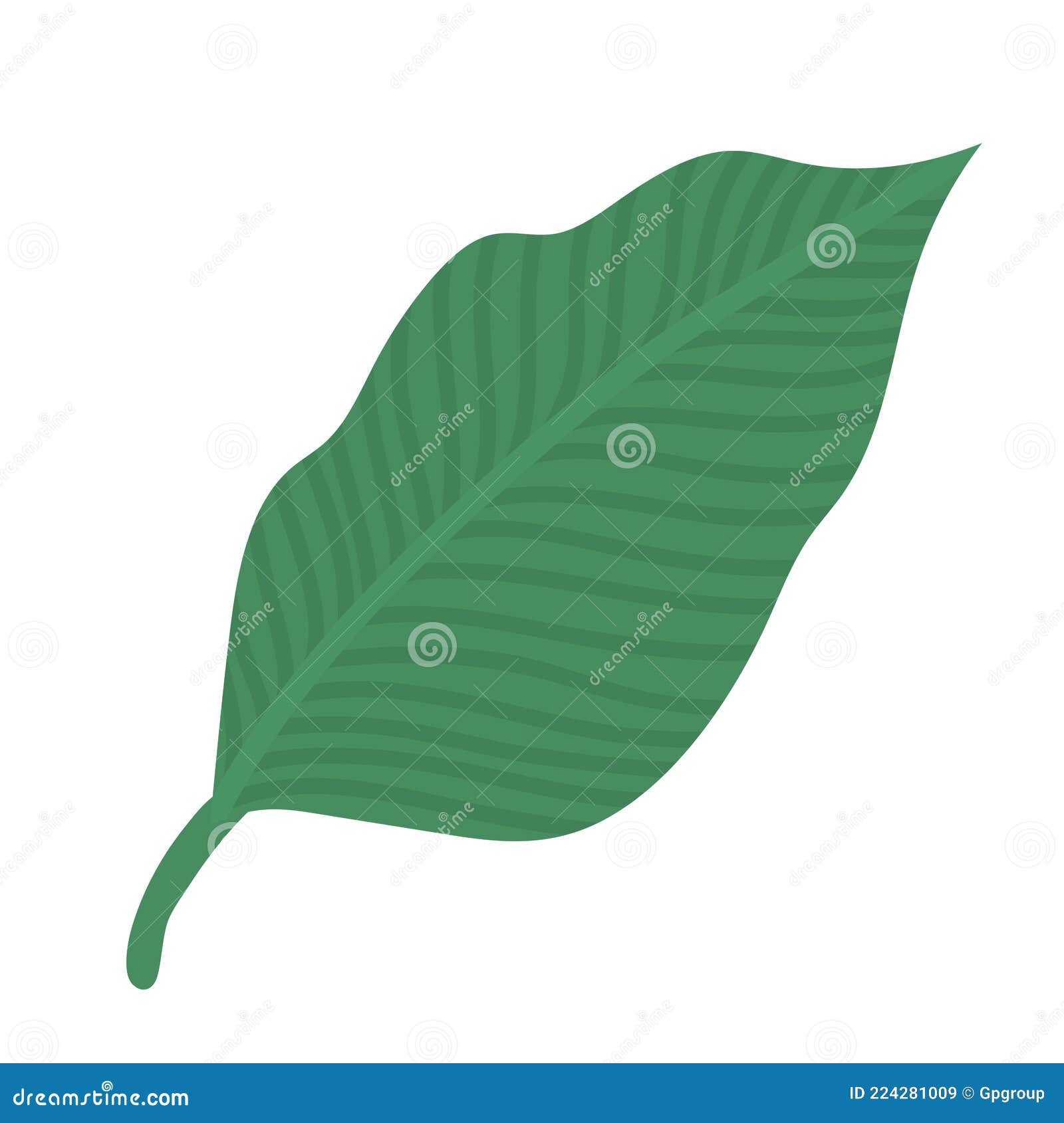 Red Lanceolate Leaf Vector Illustration | CartoonDealer.com #225603686