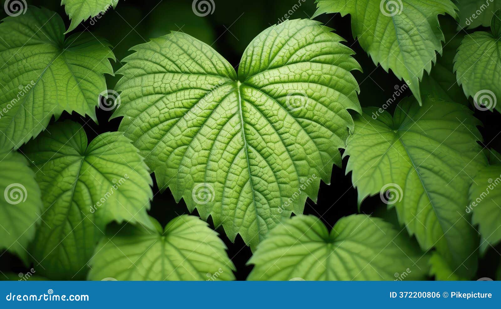 Red Lanceolate Leaf Vector Illustration | CartoonDealer.com #225603686