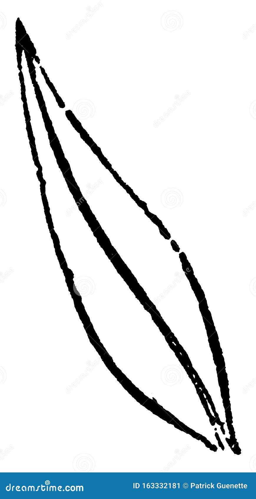 Lanceolate Leaf Vintage Illustration Stock Vector - Illustration of ...