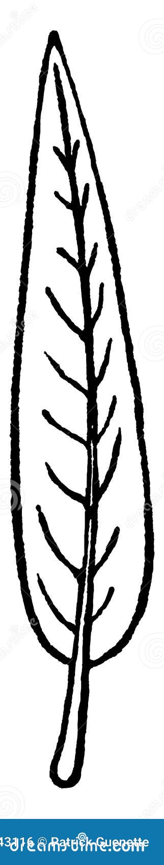 Lanceolate Leaf Vintage Illustration Stock Vector - Illustration of ...