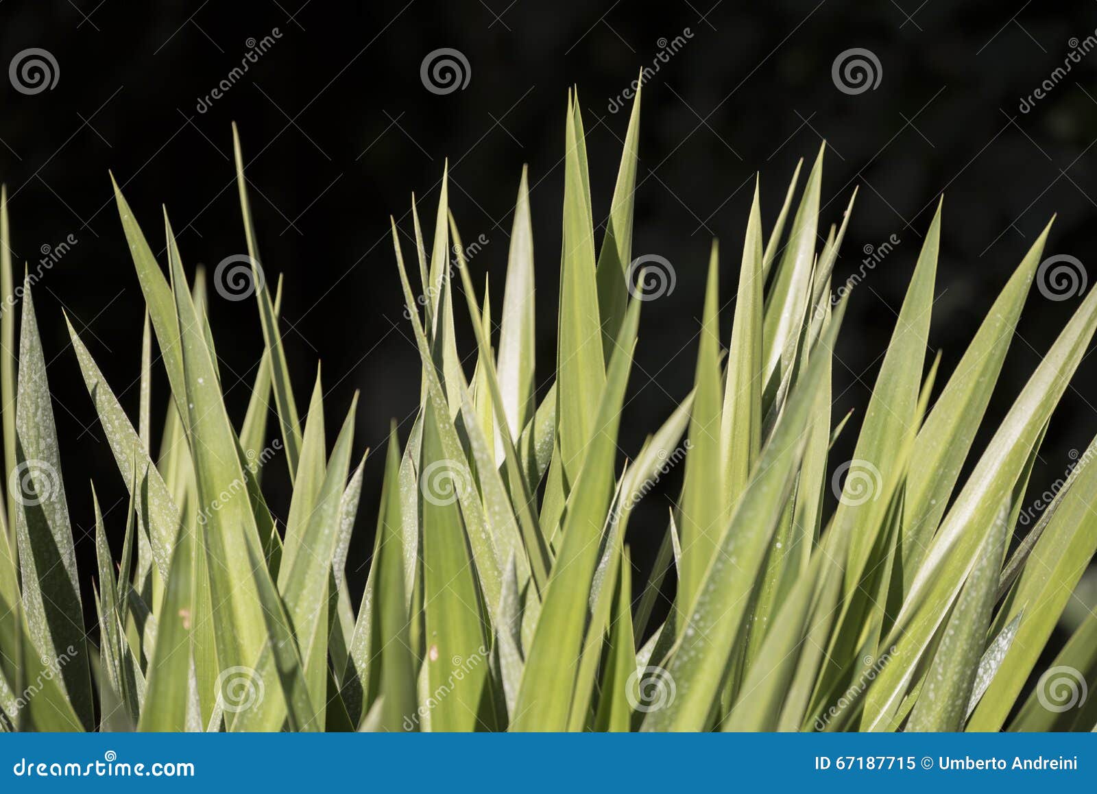 Lanceolate leaves stock image. Image of lanceolate, happiness - 67187715