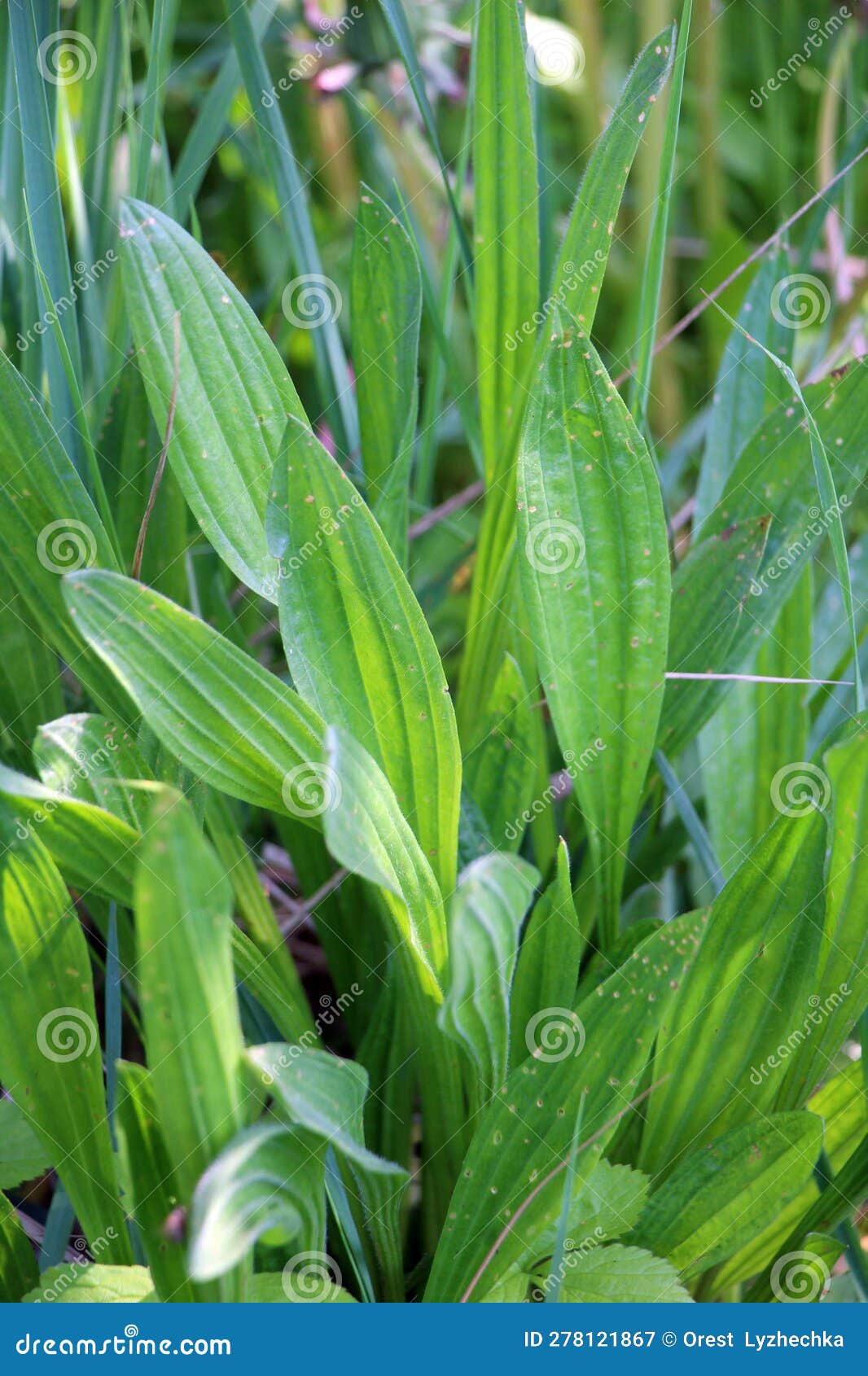 Lanceolate Plantain, Plantago Lanceolata Grows in Nature Stock Image ...