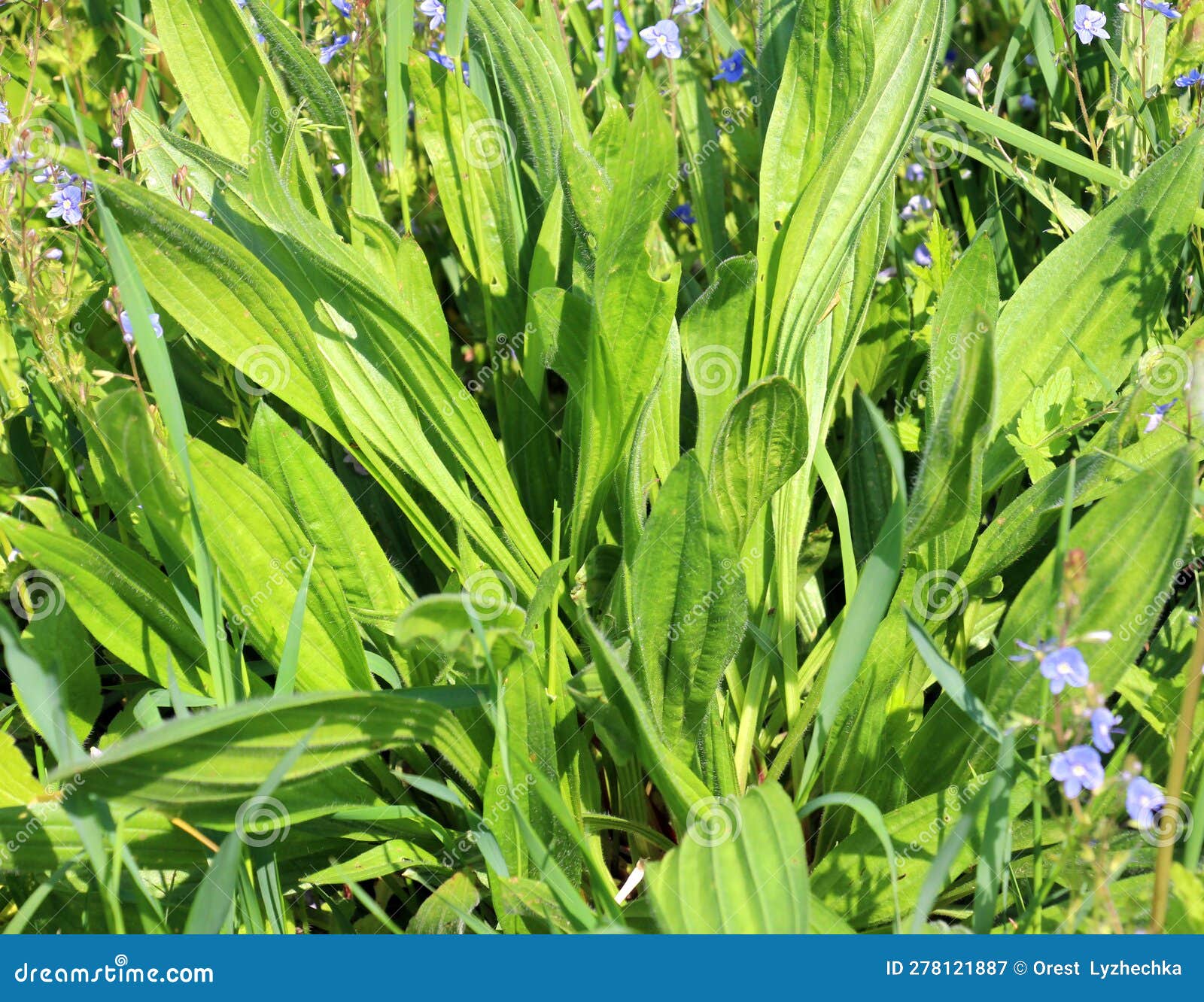 Lanceolate Plantain, Plantago Lanceolata Grows in Nature Stock Image ...