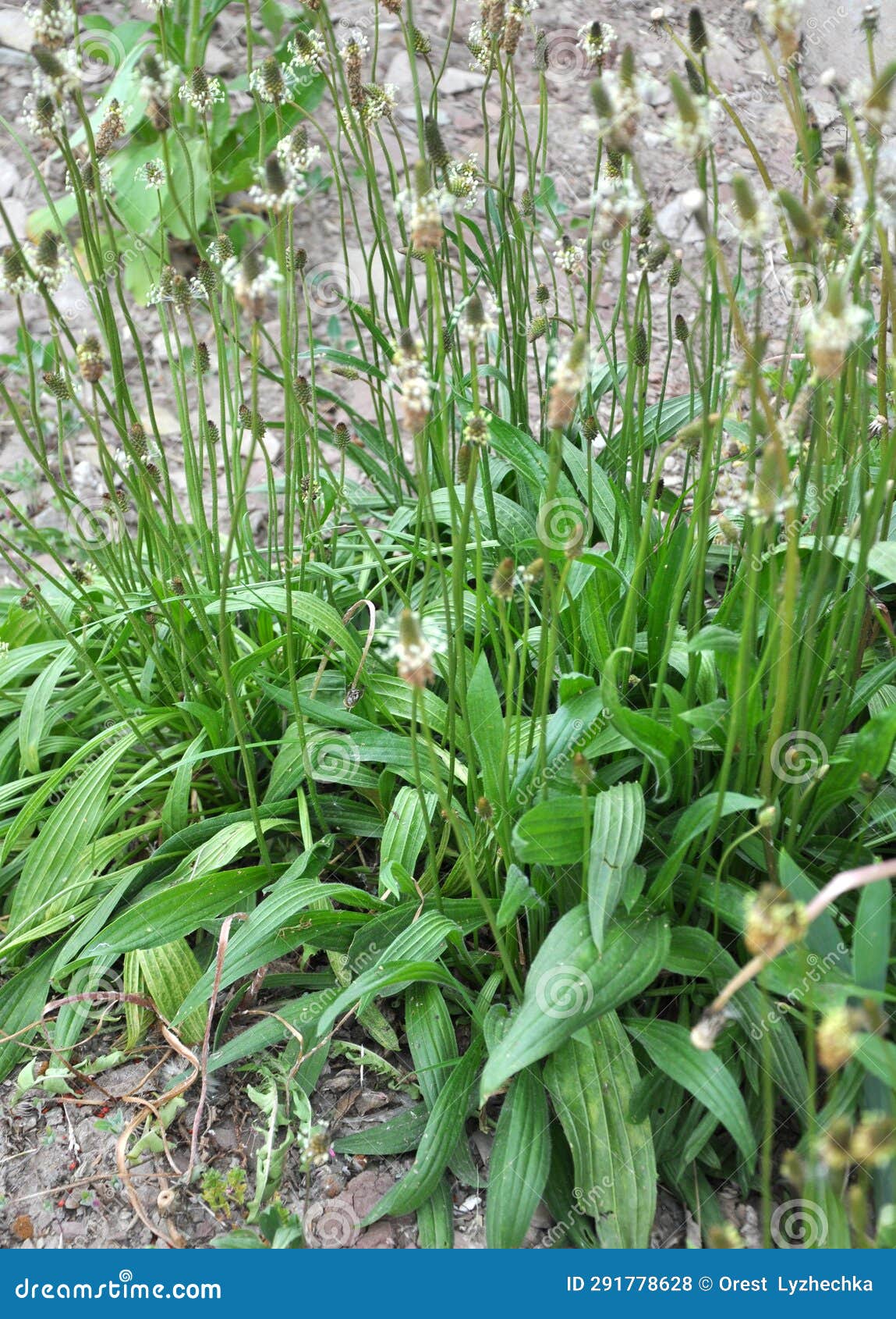 Lanceolate Plantain, Plantago Lanceolata Grows in Nature Stock Photo ...