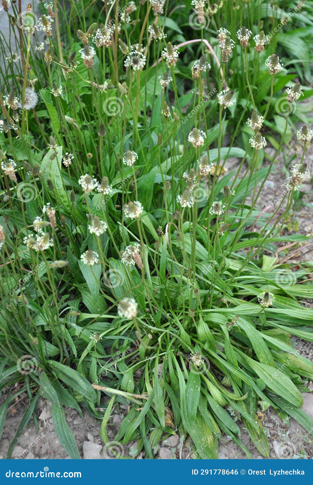Lanceolate Plantain, Plantago Lanceolata Grows in Nature Stock Photo ...