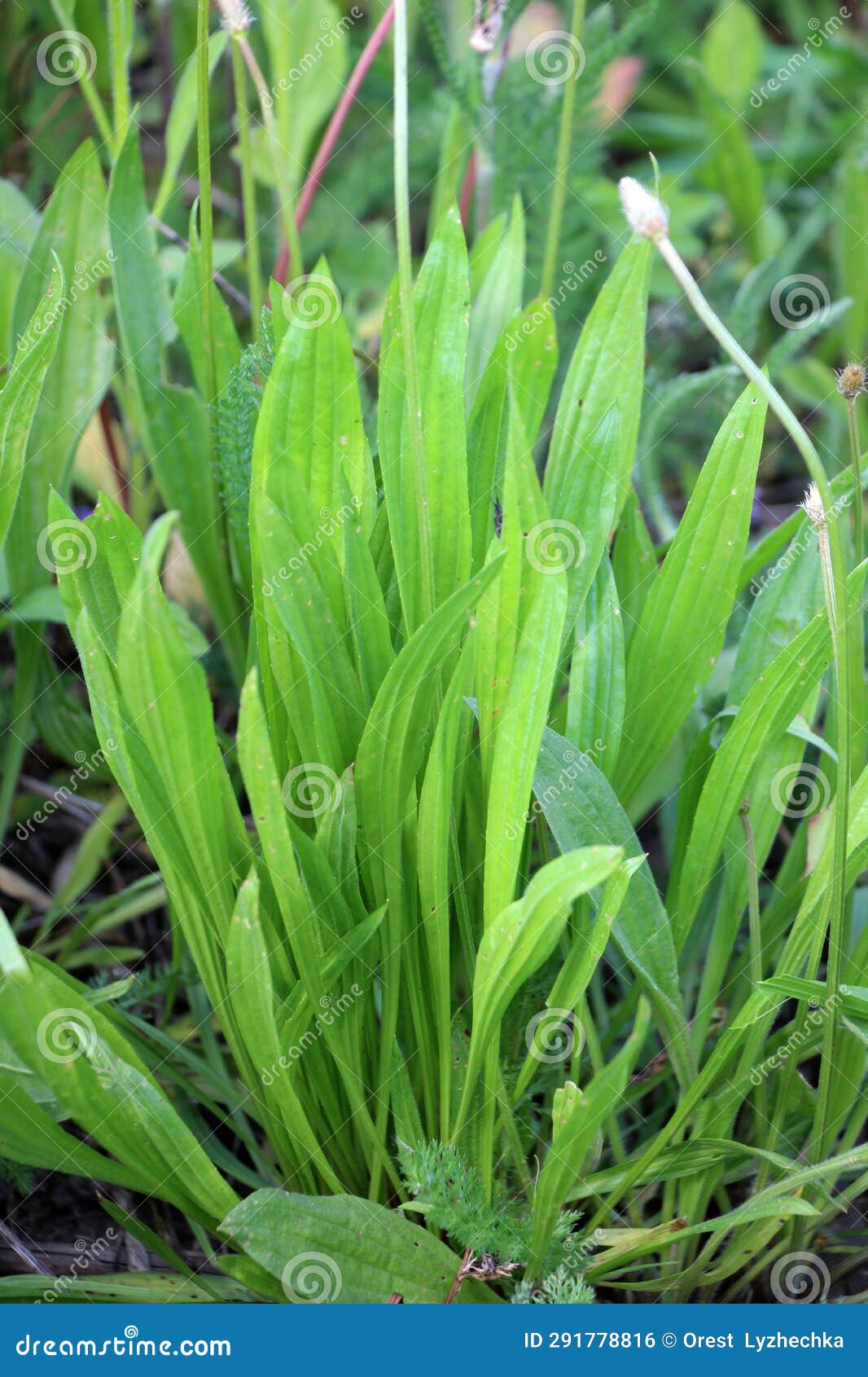 Lanceolate Plantain, Plantago Lanceolata Grows in Nature Stock Photo ...