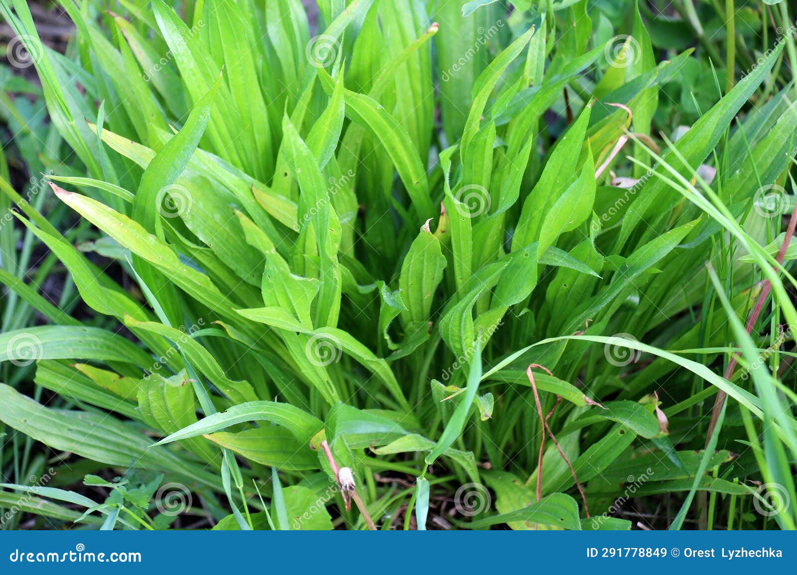 Lanceolate Plantain, Plantago Lanceolata Grows in Nature Stock Image ...