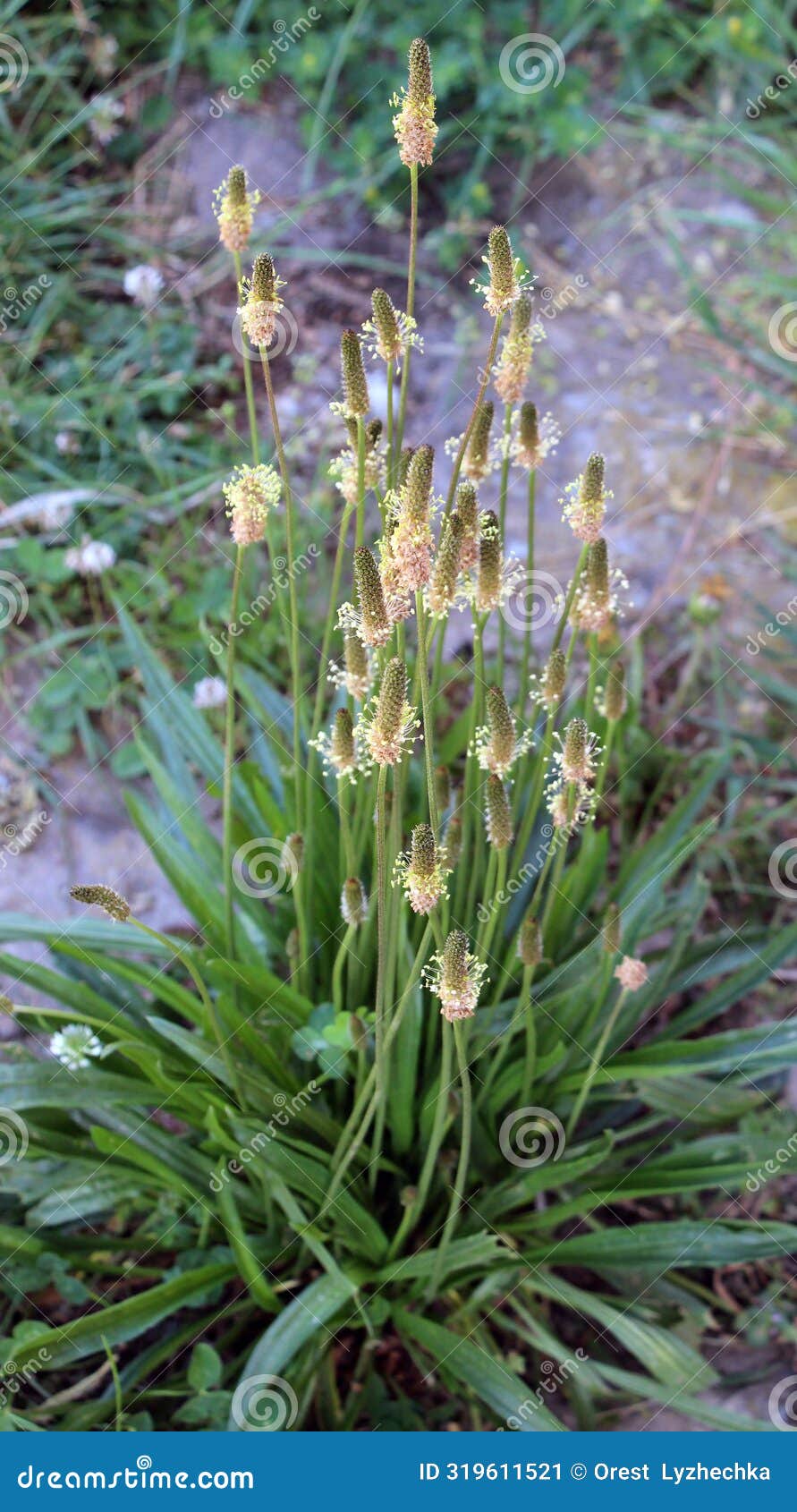Lanceolate Plantain, Plantago Lanceolata Grows in Nature Stock Image ...