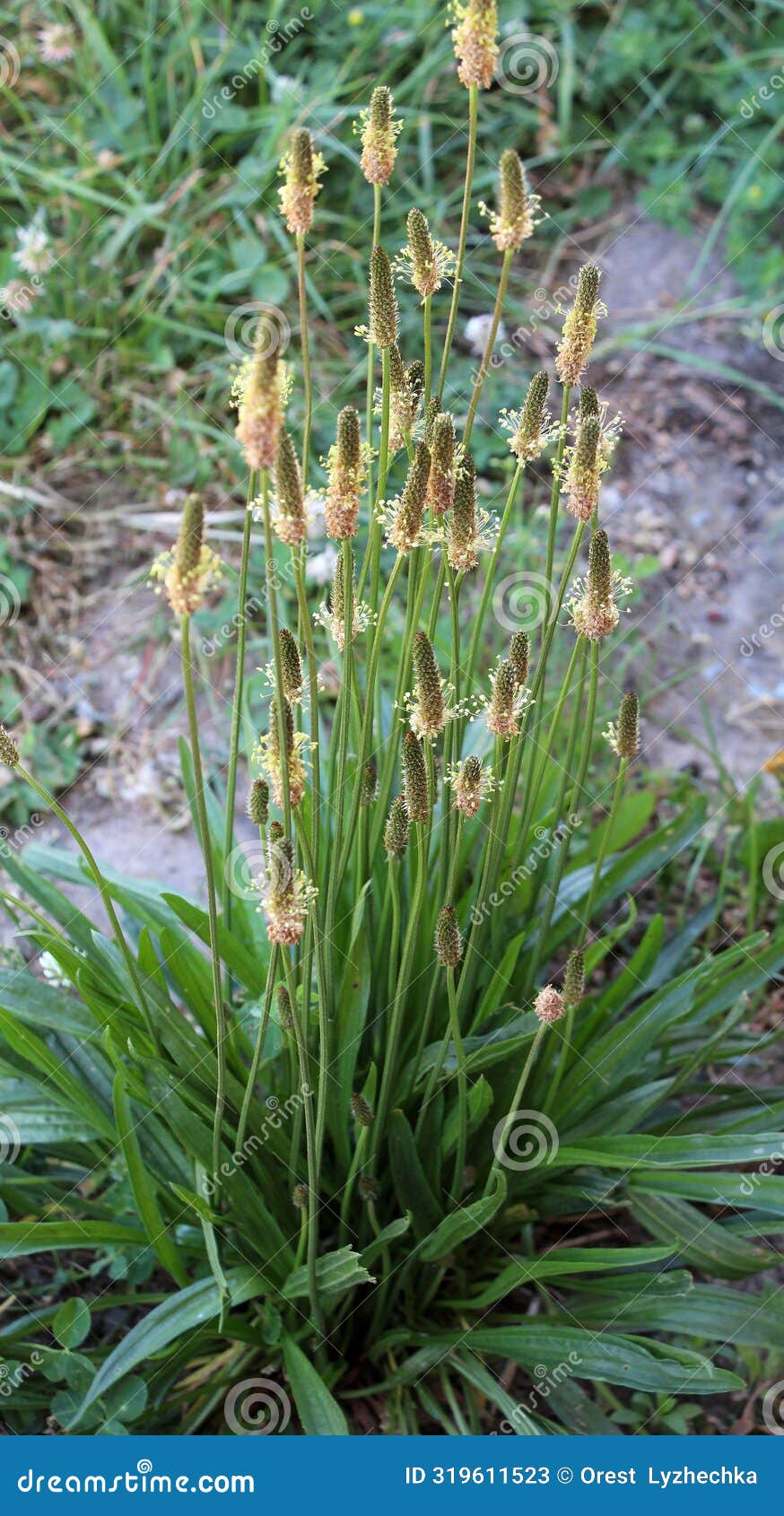 Lanceolate Plantain, Plantago Lanceolata Grows in Nature Stock Image ...