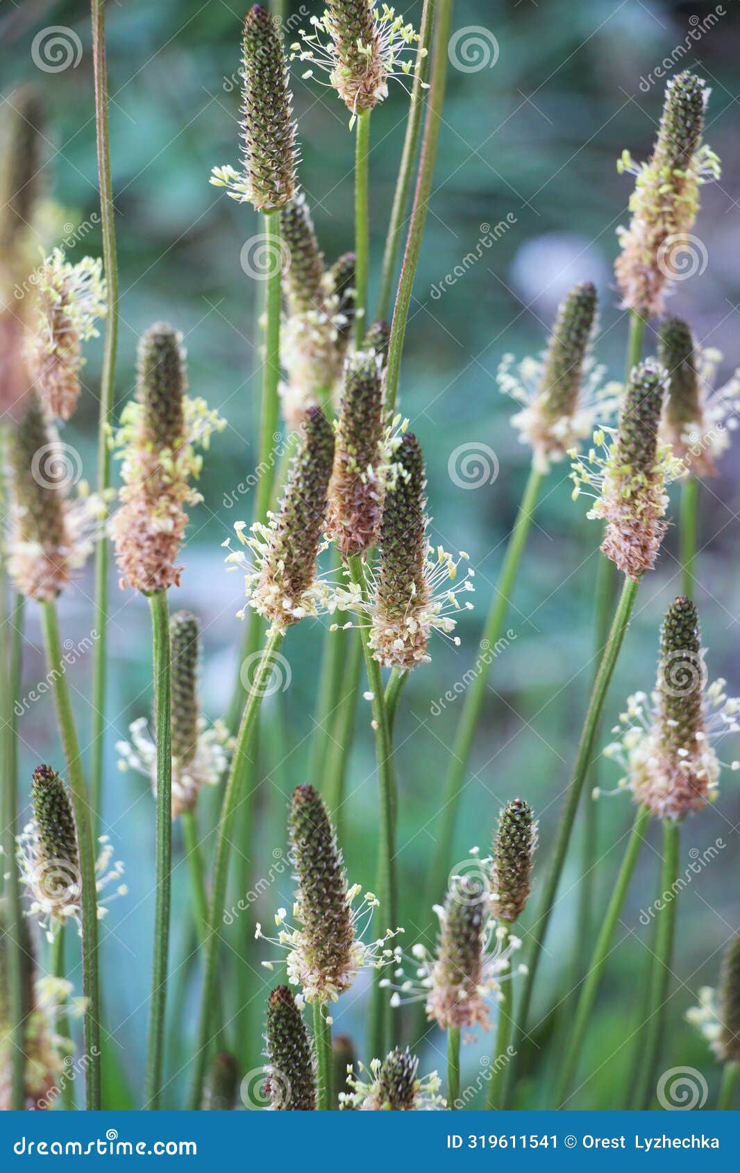 Lanceolate Plantain, Plantago Lanceolata Grows in Nature Stock Image ...
