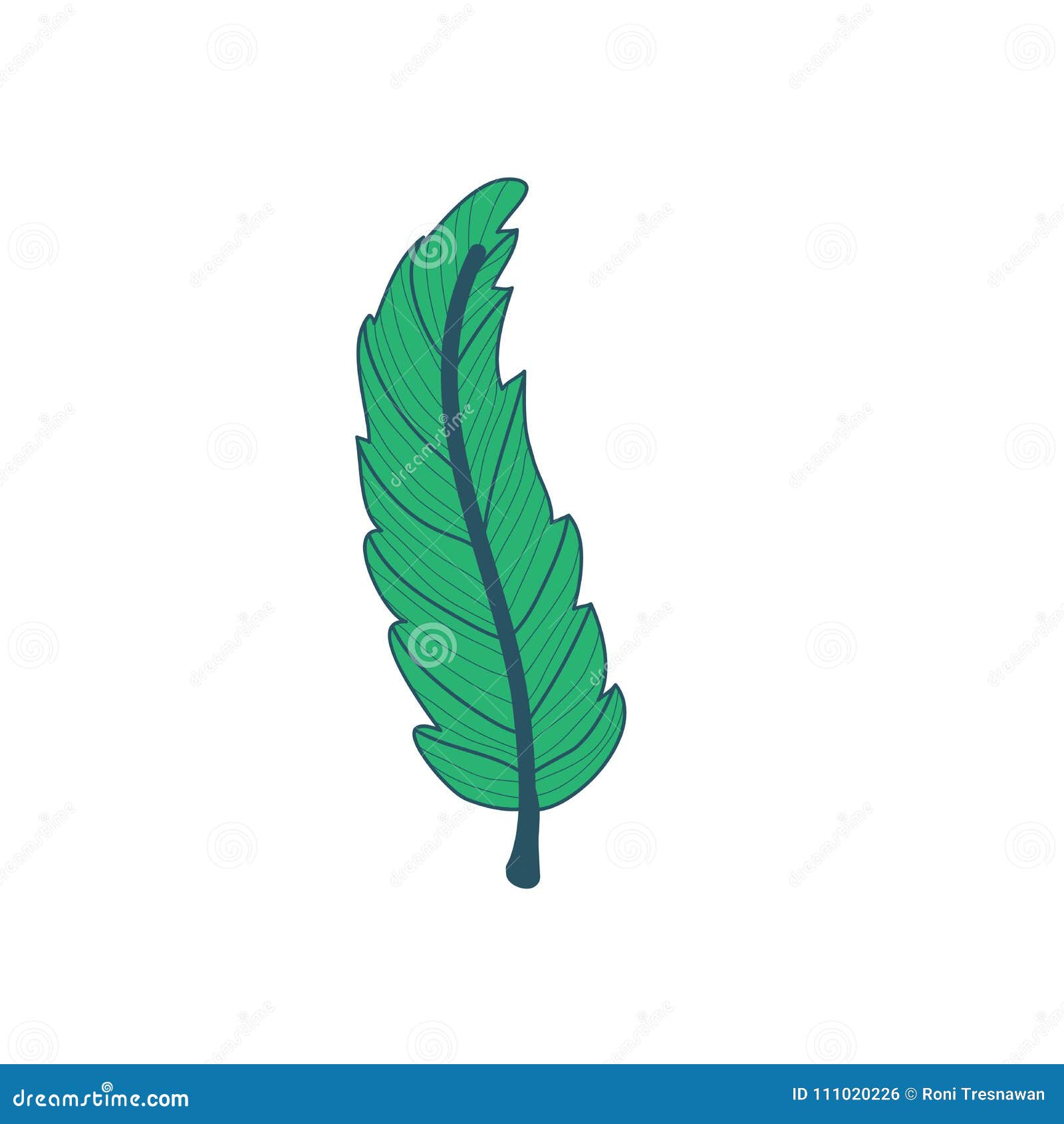 Lanceolate Type Tropical Leaf Hand Drawn Illustration Stock Vector ...