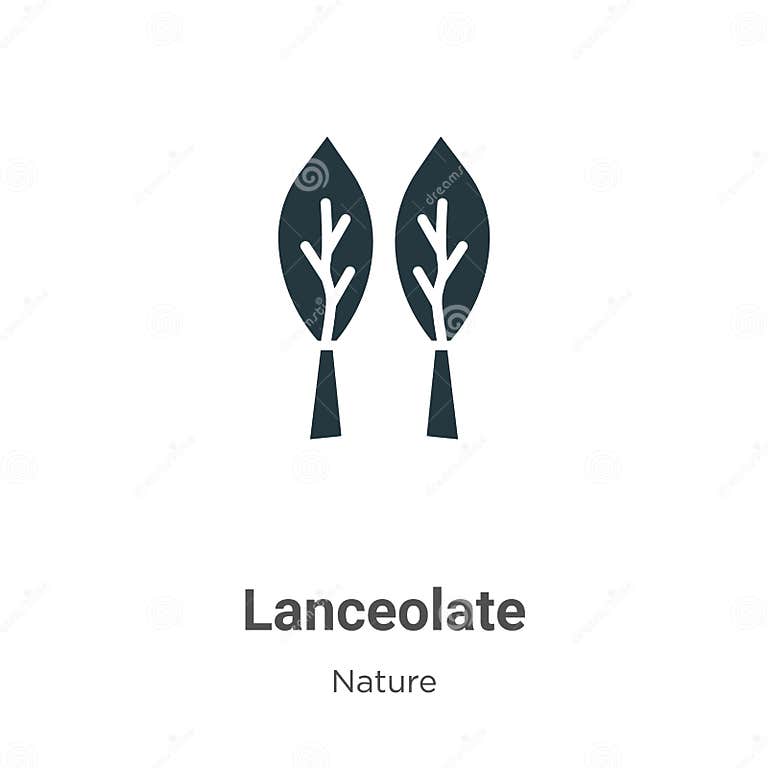 Lanceolate Vector Icon on White Background. Flat Vector Lanceolate Icon ...