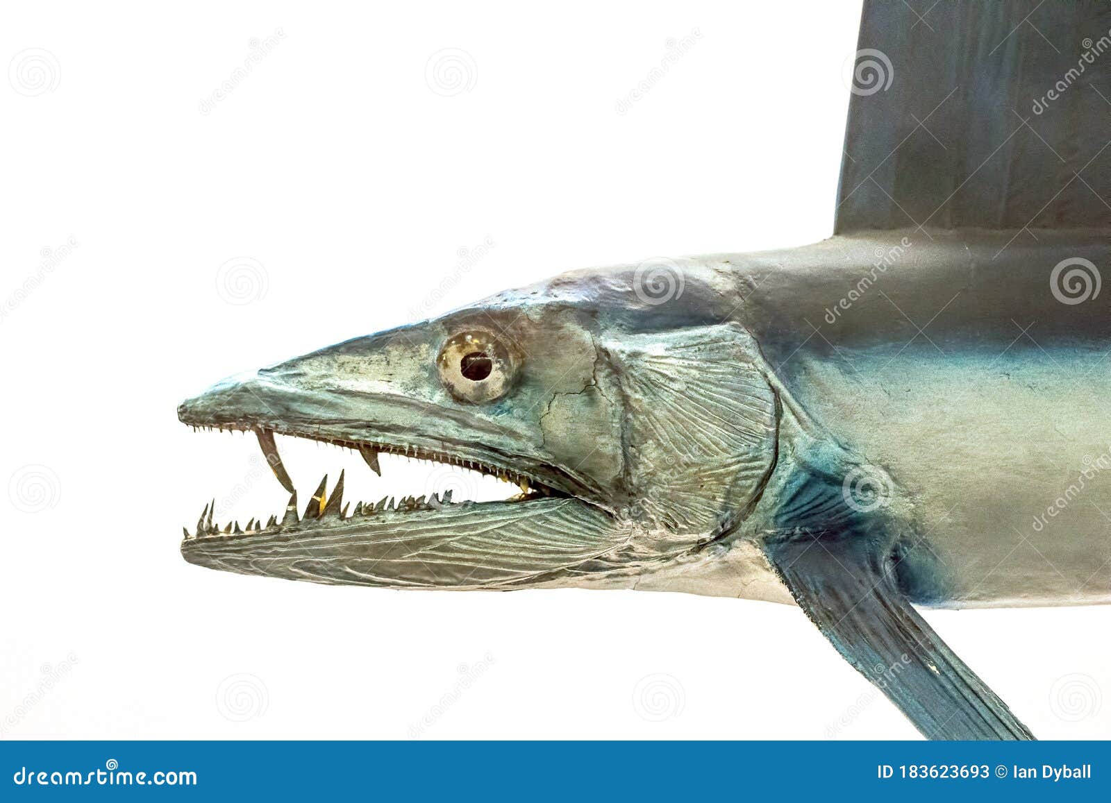 Lancetfish. Close-up of Alepisaurus Ferox Stock Image - Image of ...