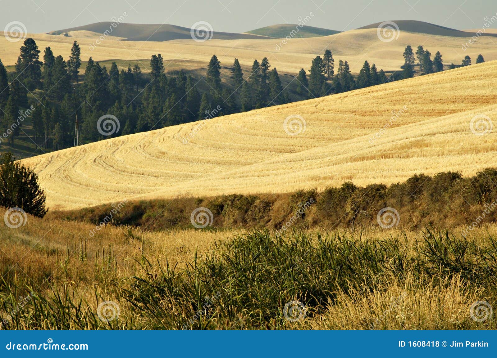 Land 1 van Palouse stock foto. Image of korrel, land, heuvels - 1608418