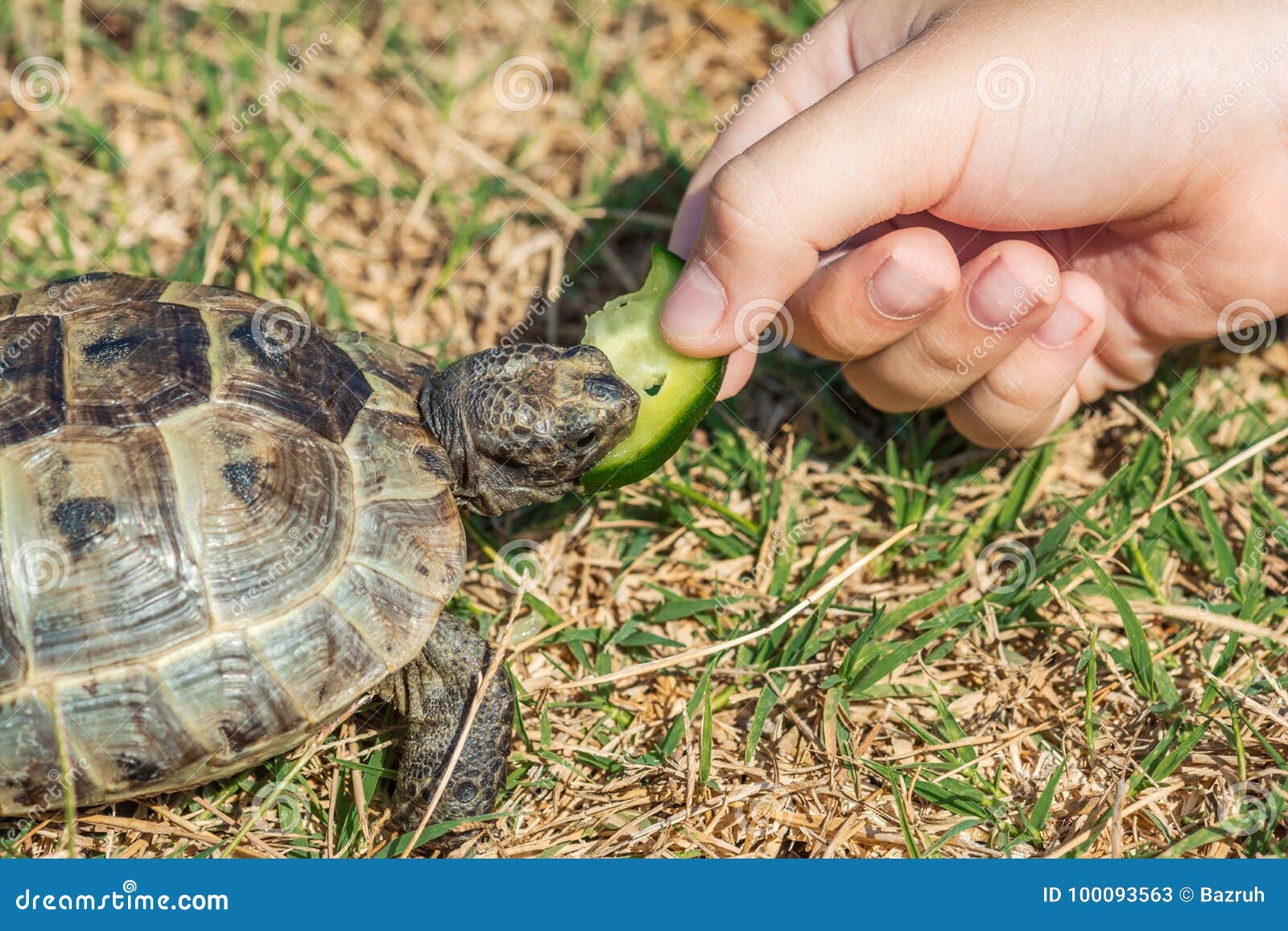 Feeding the turtle stock image. Image of activity, grass - 100093563