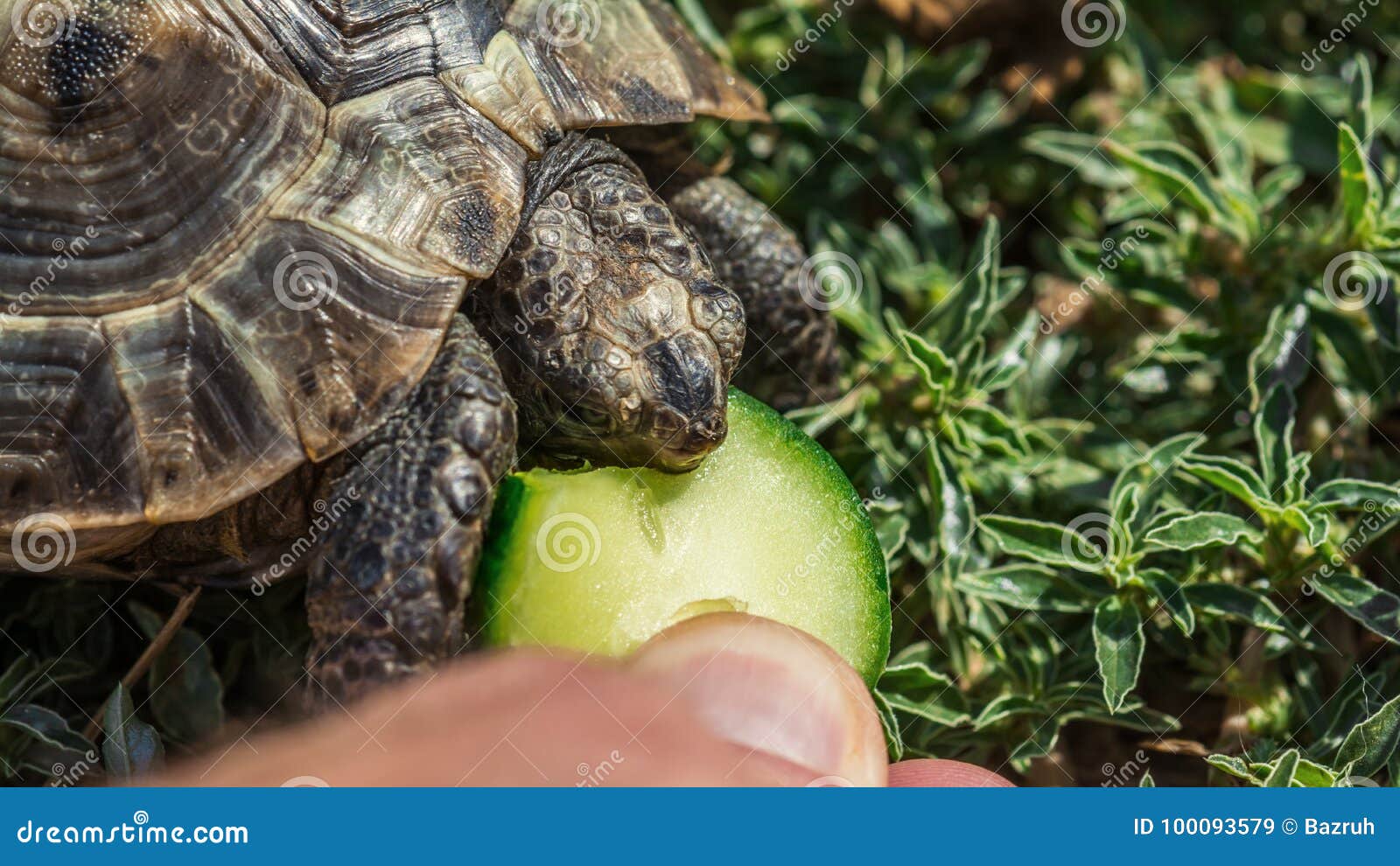 Feeding the turtle stock image. Image of cute, hand - 100093579