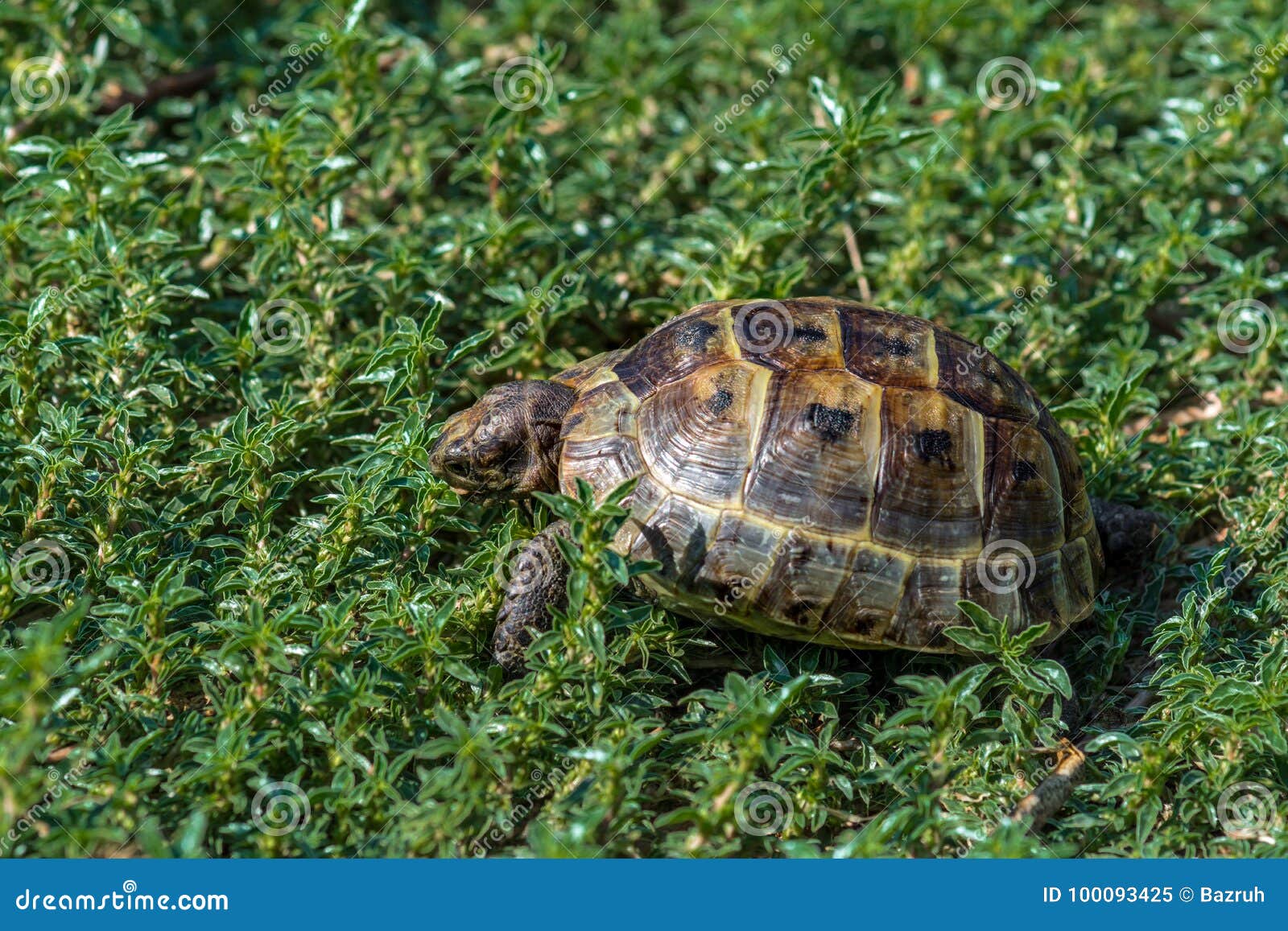 Land tortoise stock image. Image of african, brown, blooded - 100093425