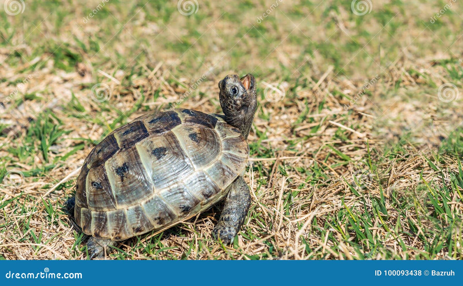 Land tortoise stock photo. Image of skin, head, mediterranean - 100093438