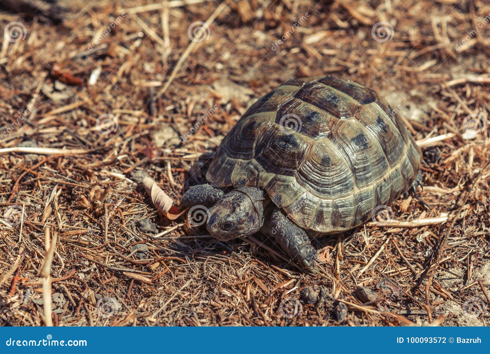 Land tortoise stock photo. Image of nature, fauna, grass - 100093572