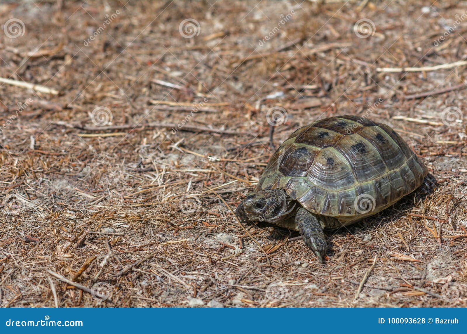 Land tortoise stock photo. Image of background, slow - 100093628