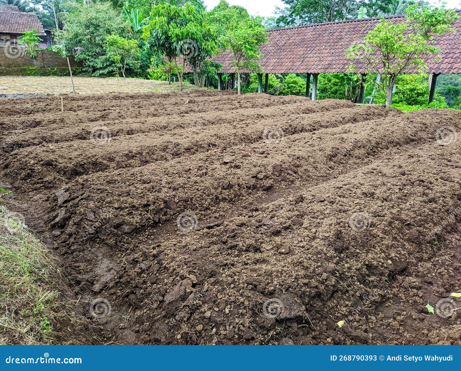 Land Being Cultivated for Vegetable Crops Stock Image - Image of plant ...