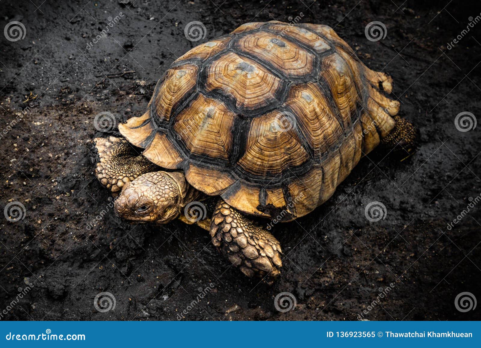 Land Big turtle stock image. Image of land, vegetable - 136923565