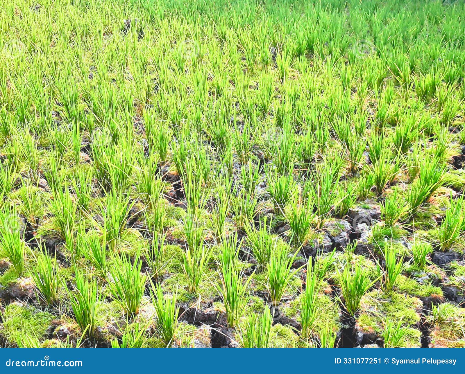 The Land Broke and the Rice Plants in the Rice Fields Failed Due To the ...