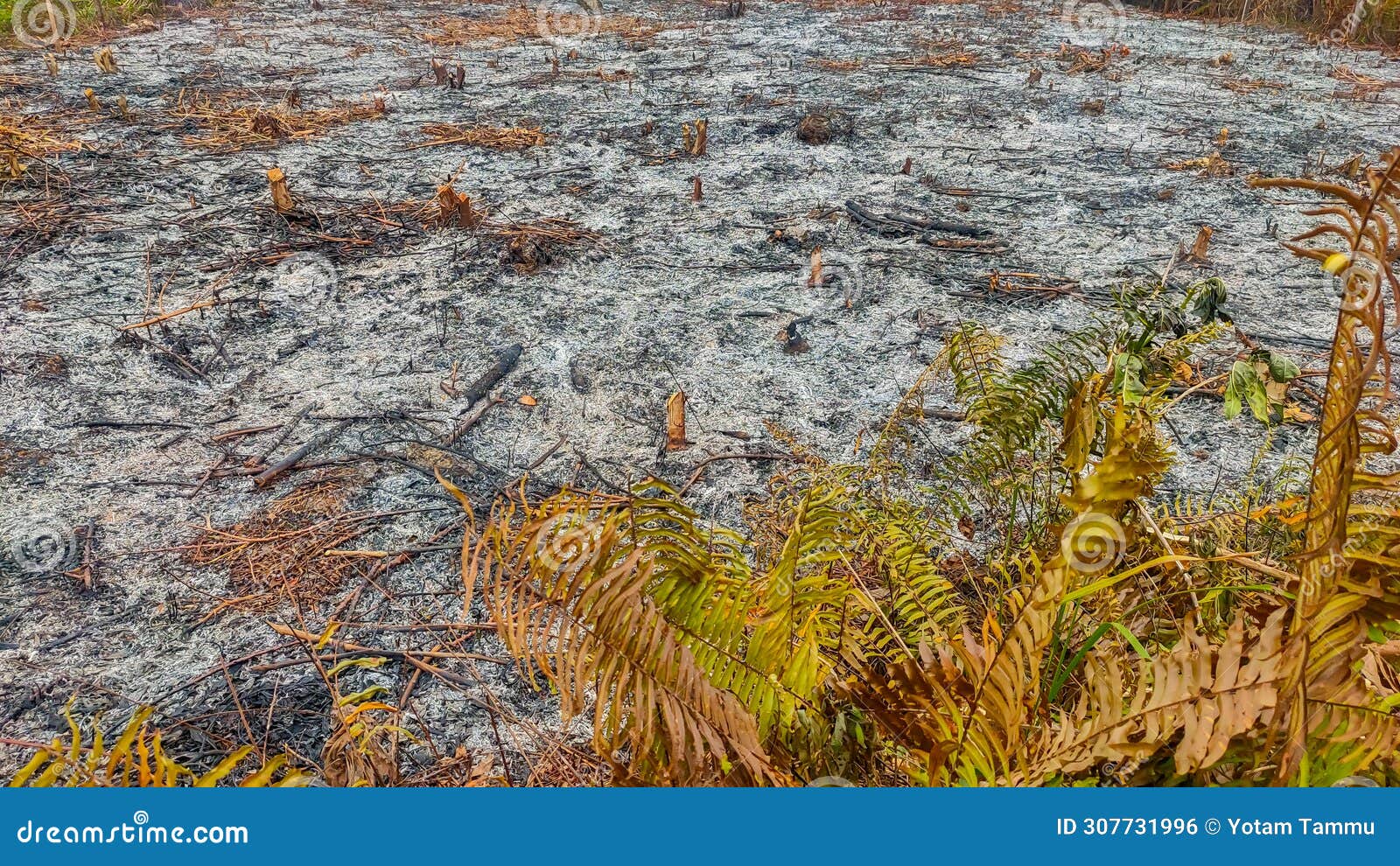 Land Burned To Clear Agricultural Land Stock Photo - Image of frost ...