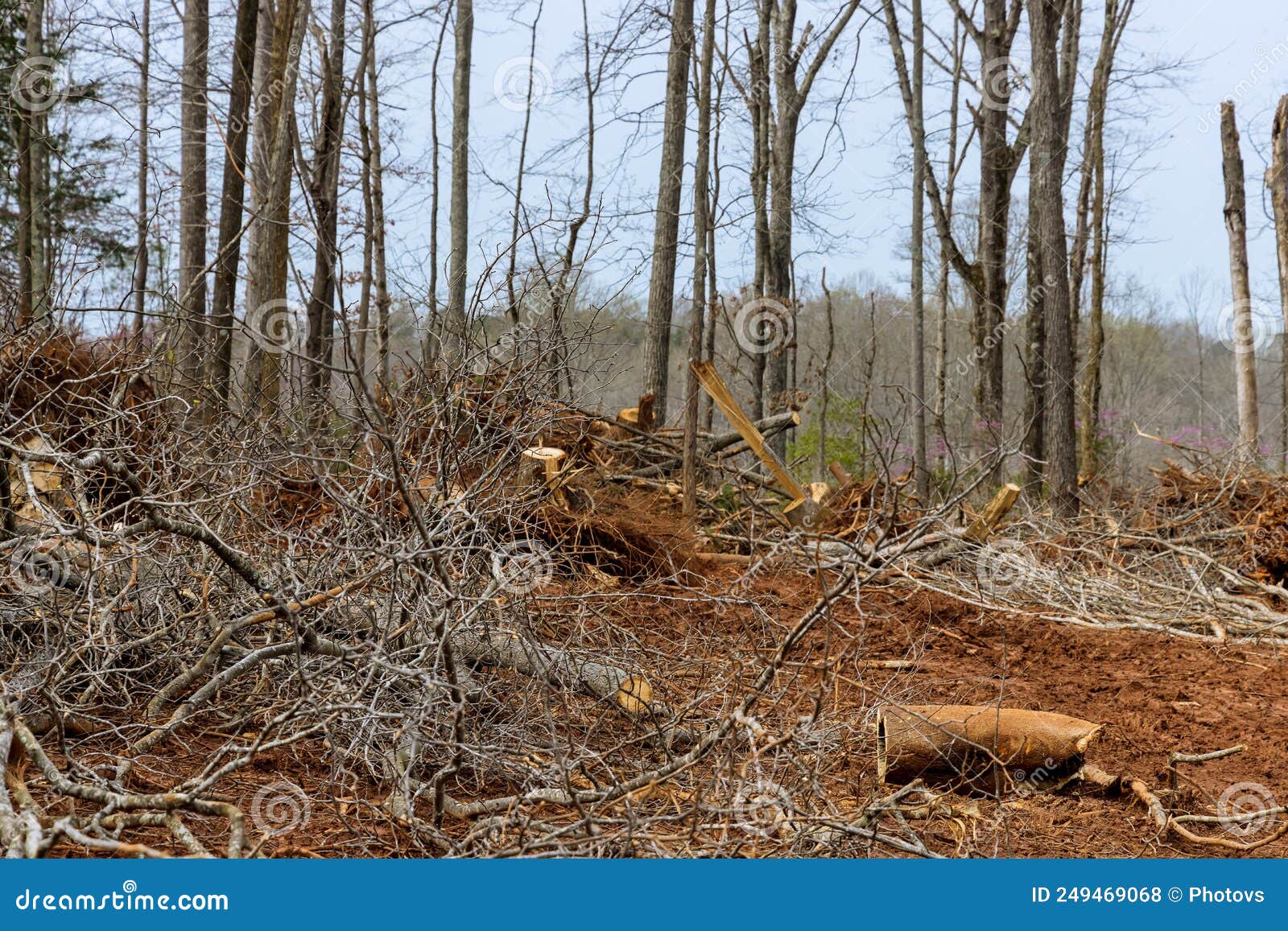 Land Cleared in Forest for New Home Construction Stock Photo - Image of ...
