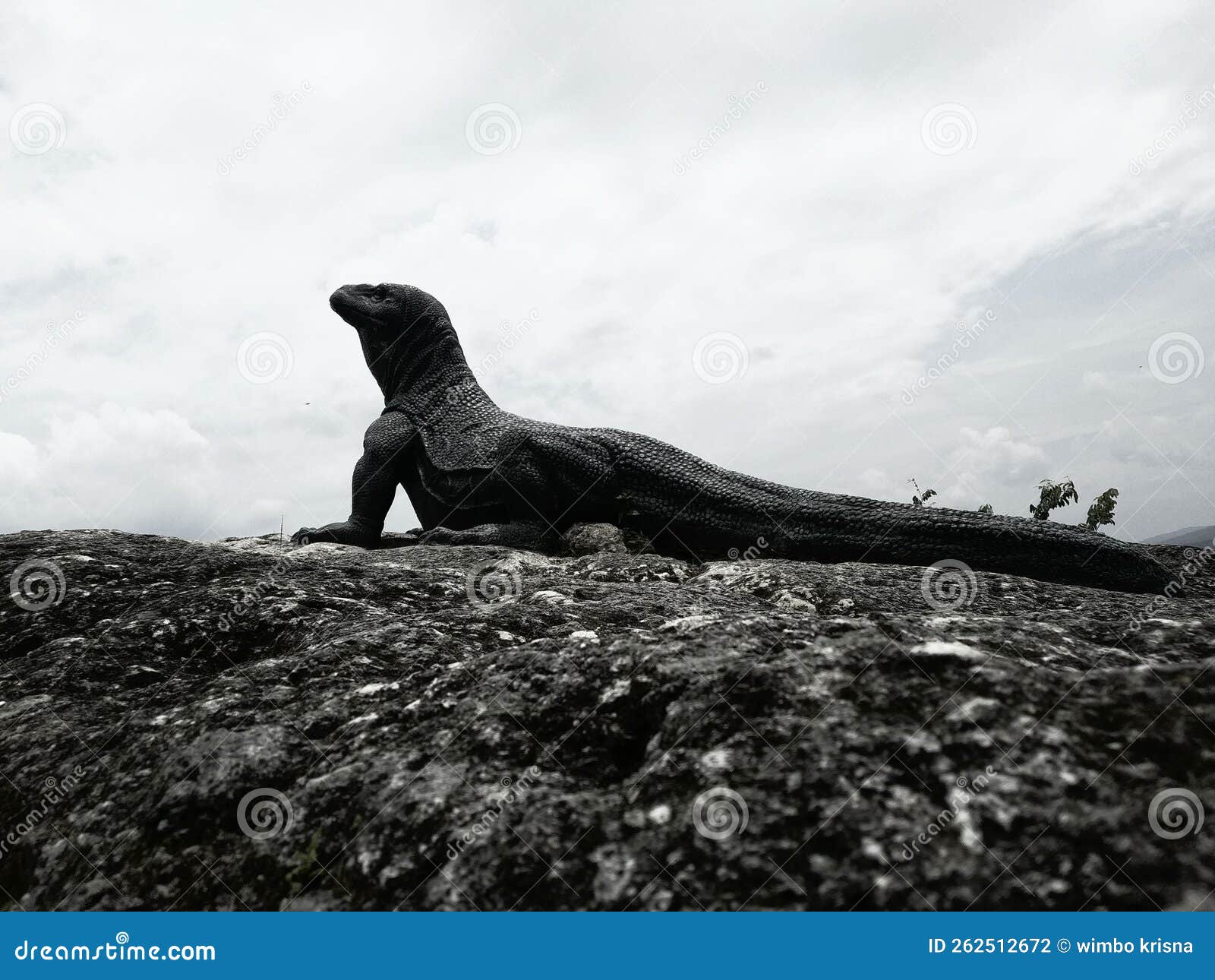 Land of Comodo Dragon in Black and White Picture Stock Photo - Image of ...