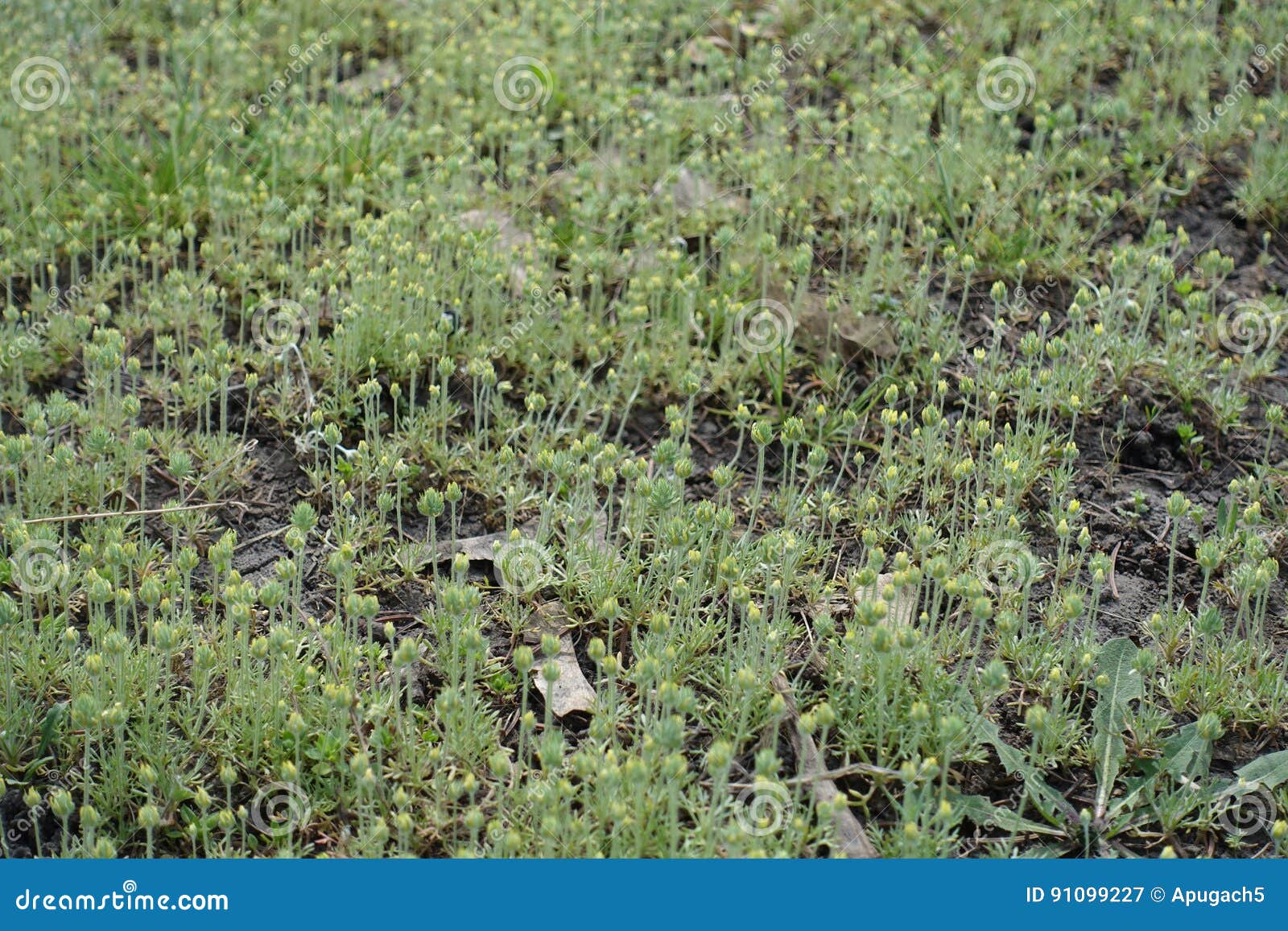 Land Covered with Bur Buttercup Plants with Buds Stock Image - Image of ...