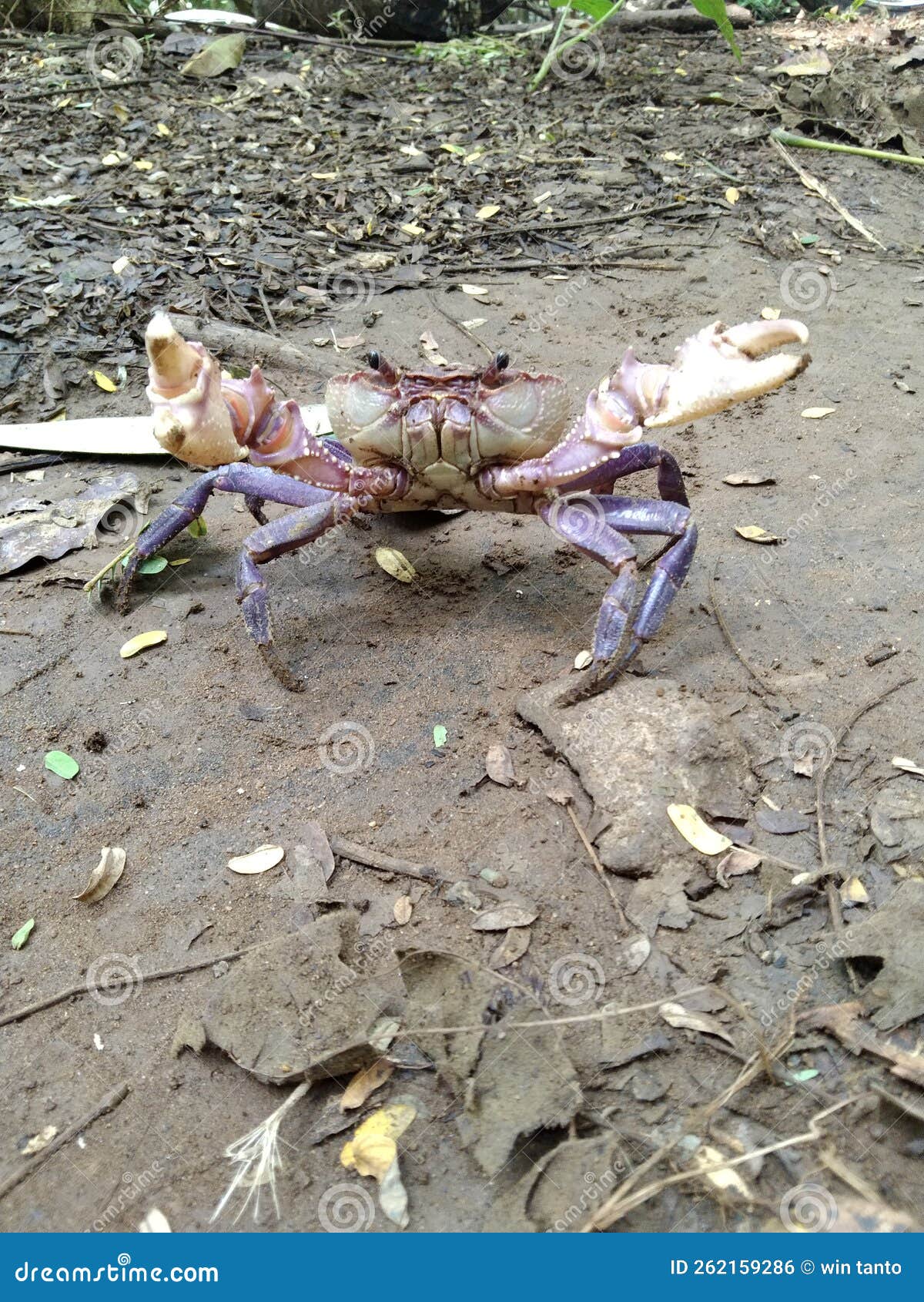 This is land crab stock photo. Image of tree, wildlife - 262159286
