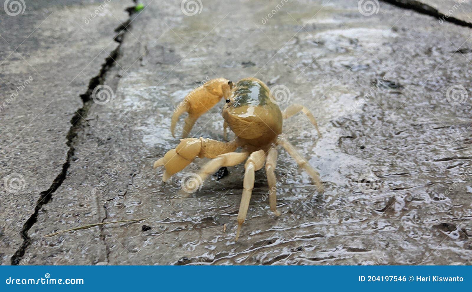 Land crab in the rain stock photo. Image of land, rainy - 204197546