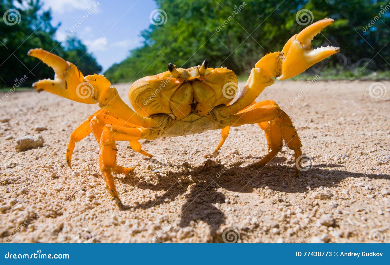 Land Crab Spread Its Claws. Cuba Stock Image - Image of threat, nature ...