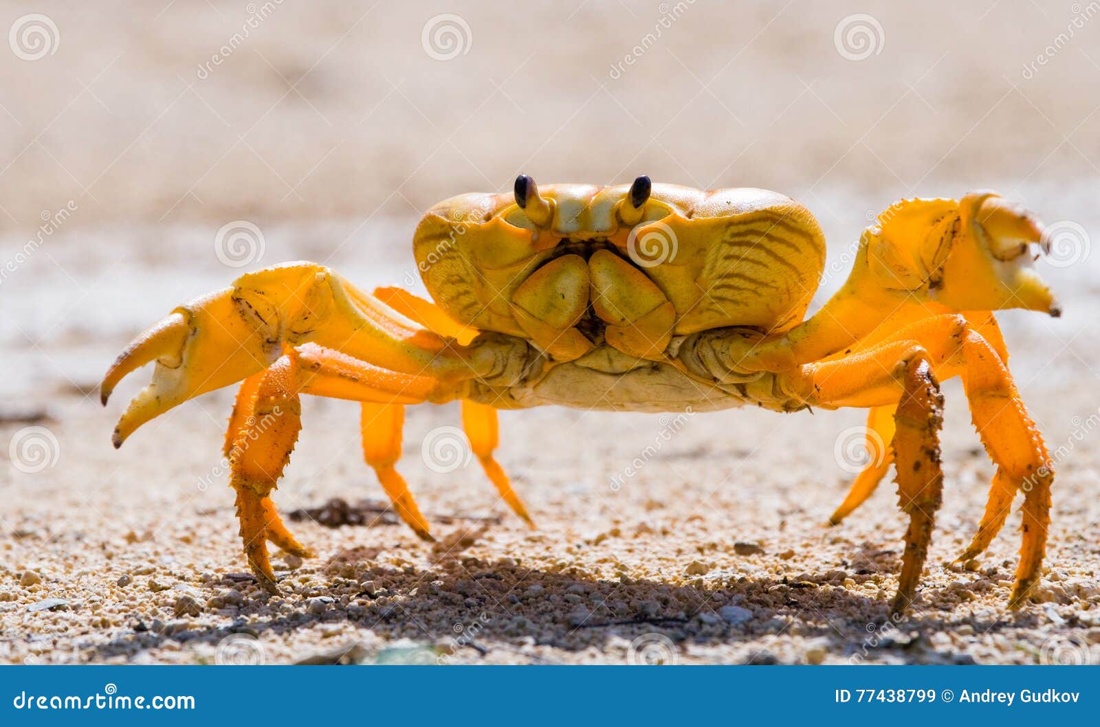 Land Crab Spread Its Claws. Cuba Stock Image - Image of pose, spread ...