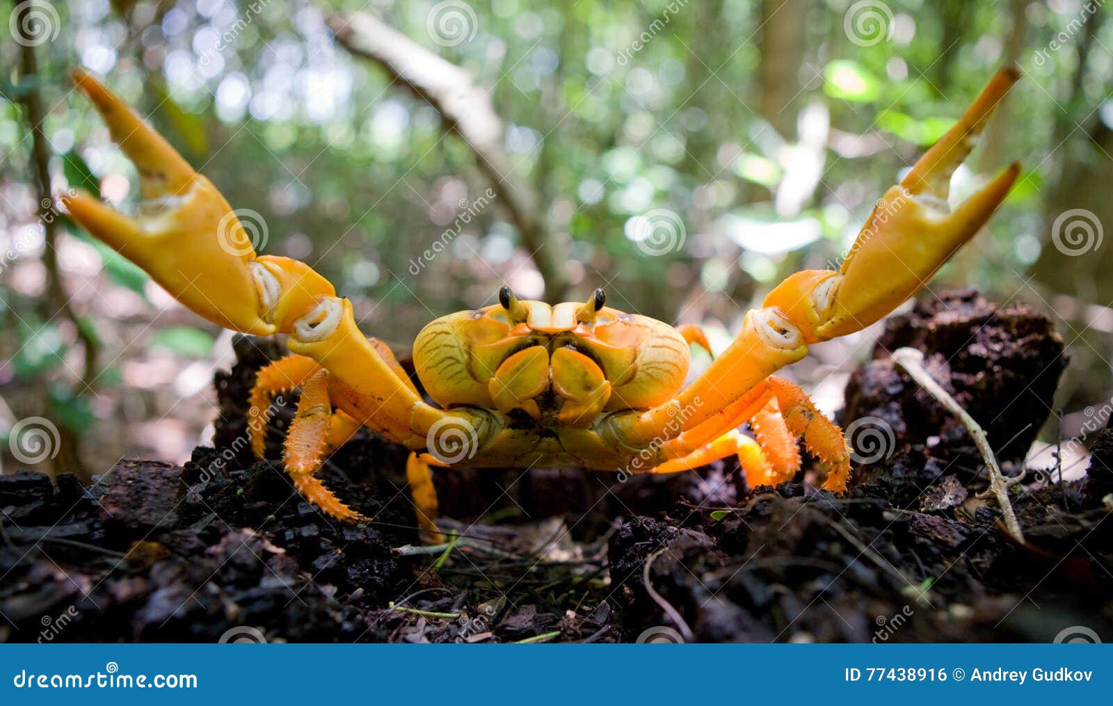 Land Crab Spread Its Claws. Cuba Stock Photo - Image of behavior ...