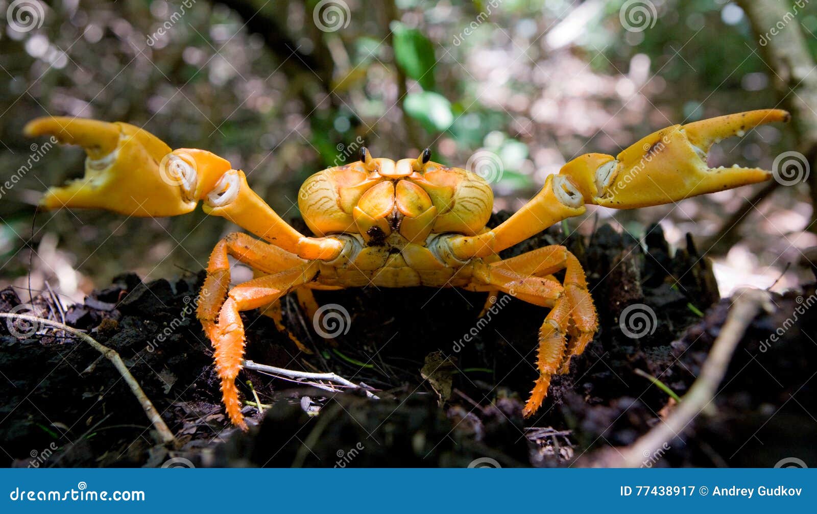 Land Crab Spread Its Claws. Cuba Stock Image - Image of pose, national ...