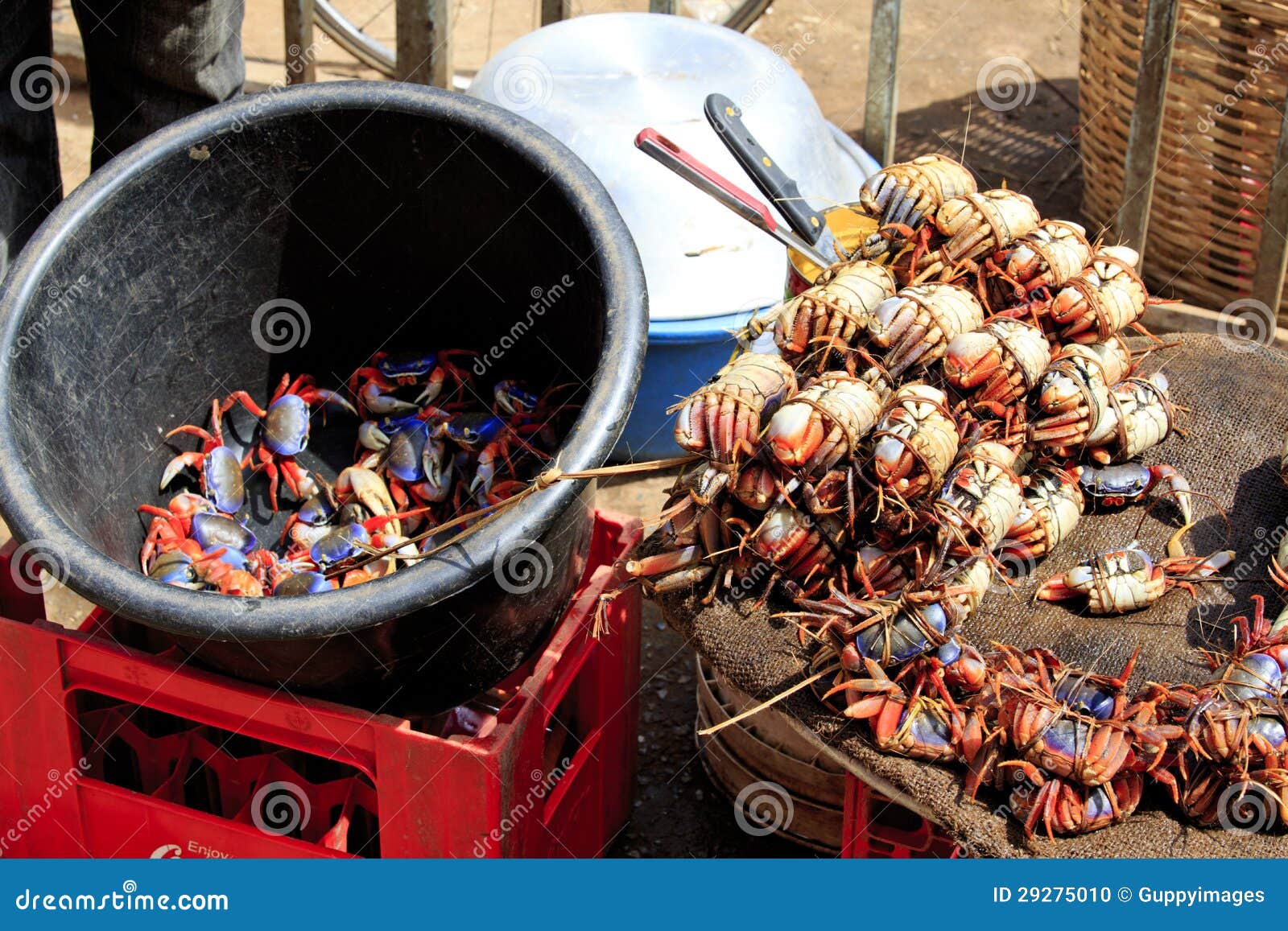 Land crabs for sale stock photo. Image of wild, wildlife - 29275010
