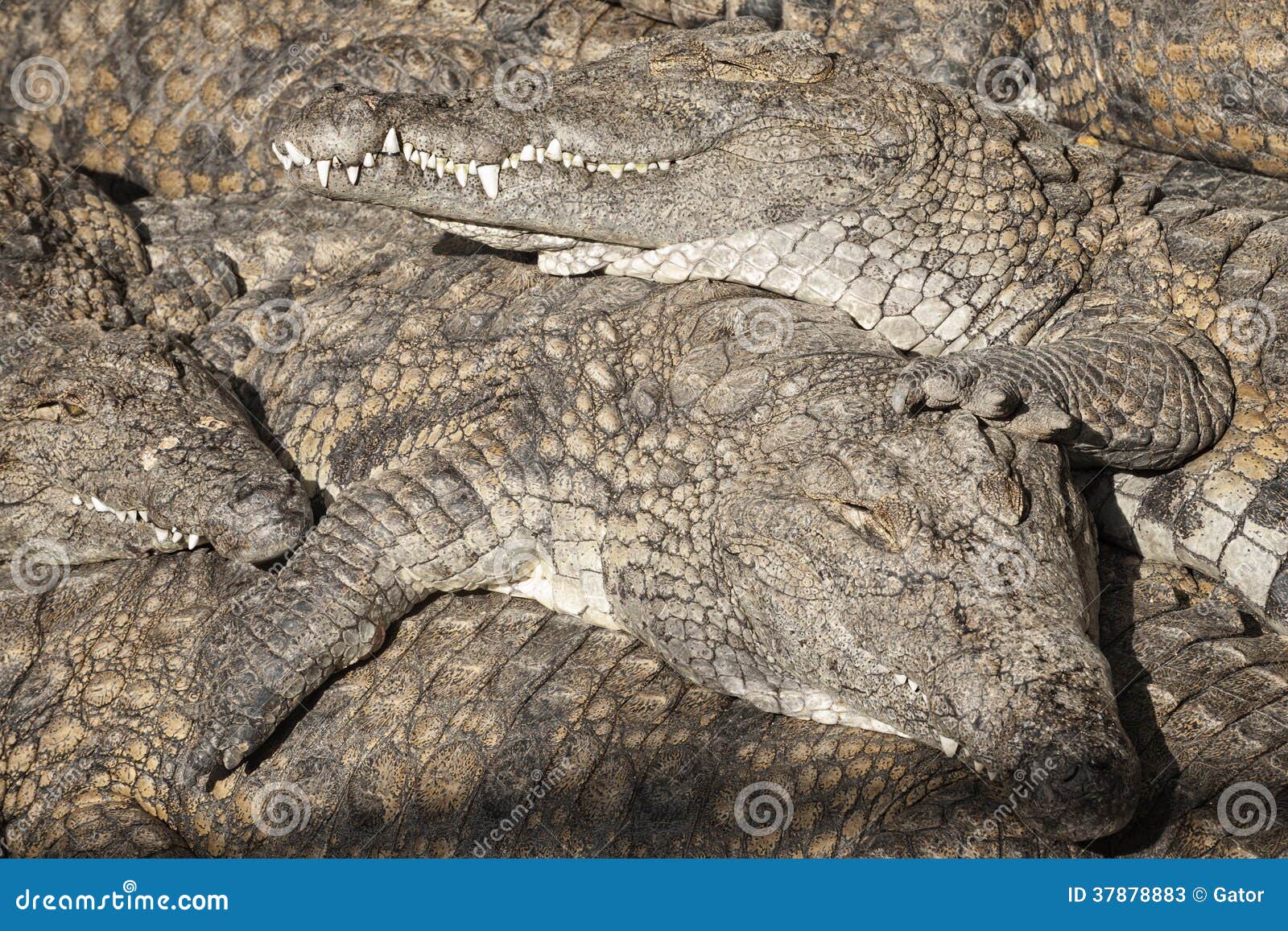 Land of crocs stock image. Image of kenya, detail, shore - 37878883