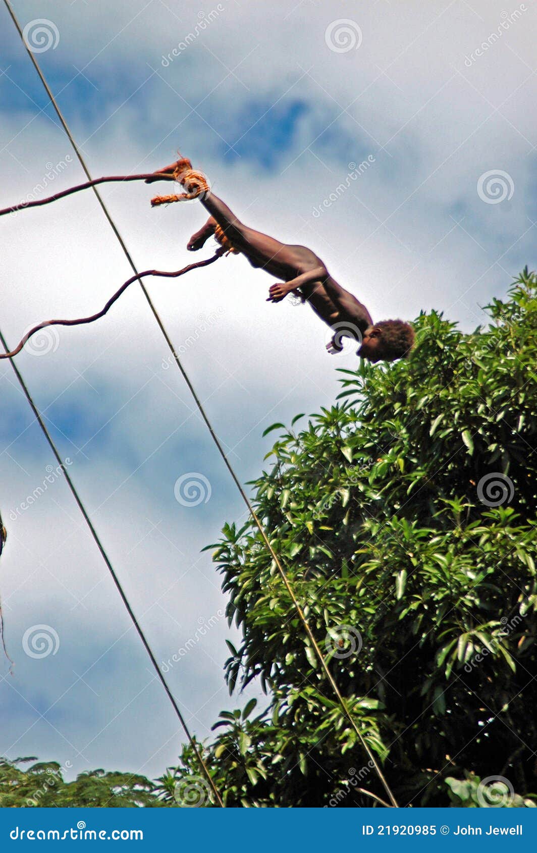 Land Diving. editorial image. Image of danger, bungee - 21920985